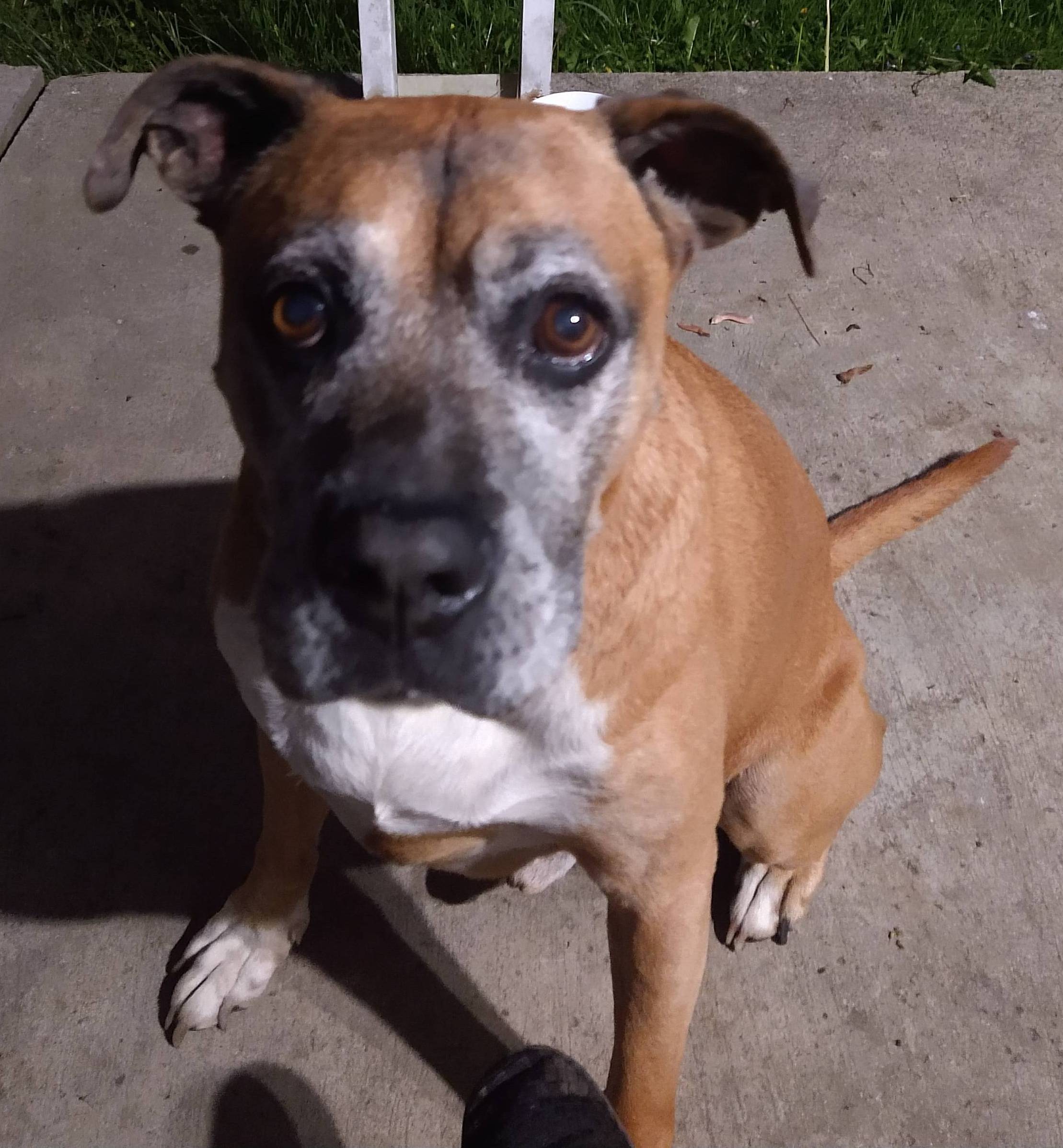 Pet FBI Report ID #451442 for a FOUND DOG | PetFBI.org Pets Found by ...