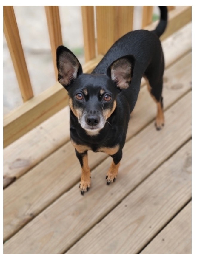 Pet FBI Report ID #470622 for Lost Dog Cooper | PetFBI.org Pets Found ...