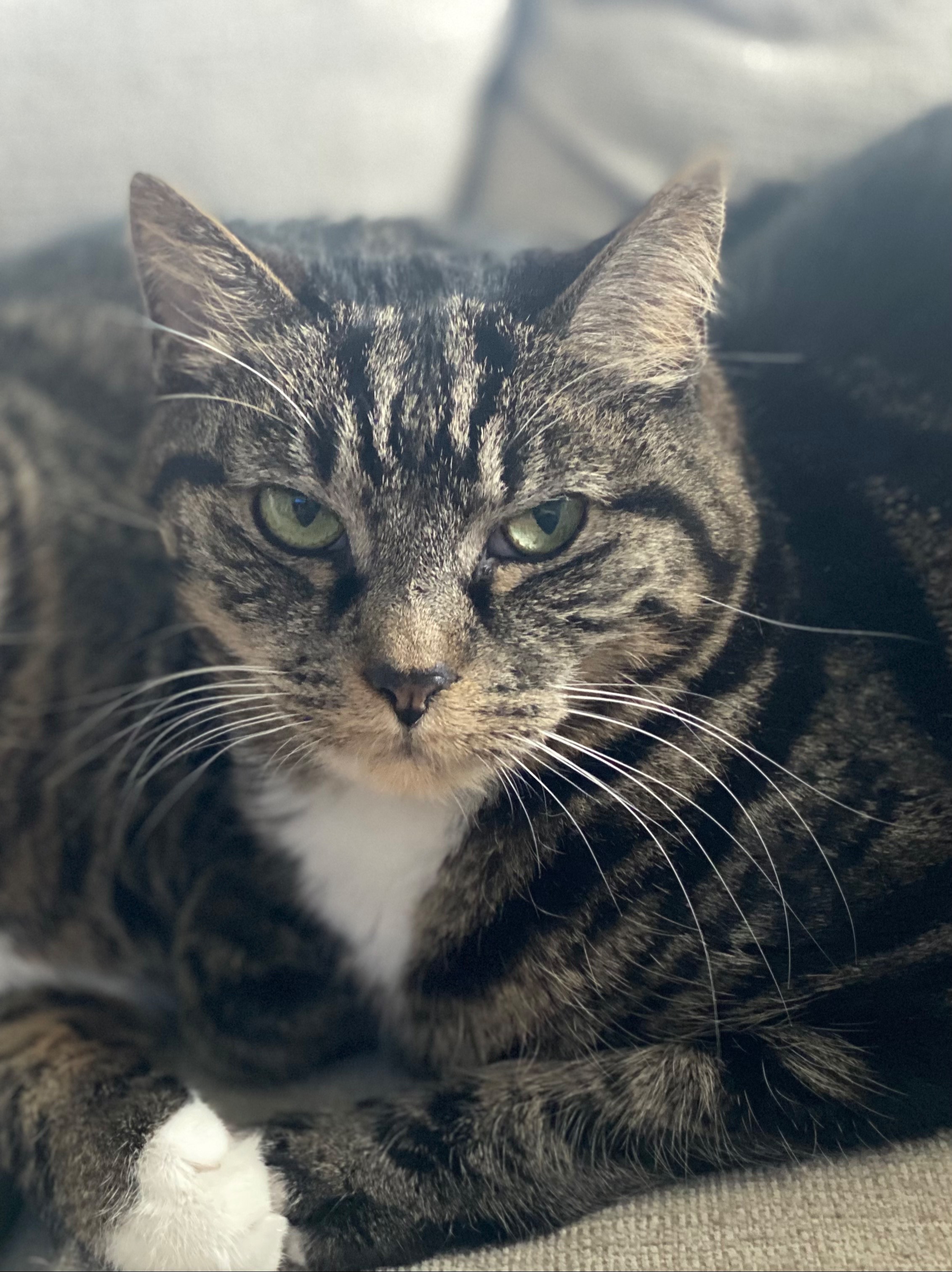 Pet FBI Report ID 470752 For Lost Cat Mazzo PetFBI Pets Found By Pet FBI Report ID 470752 For Lost Cat Mazzo PetFBI Pets Found By