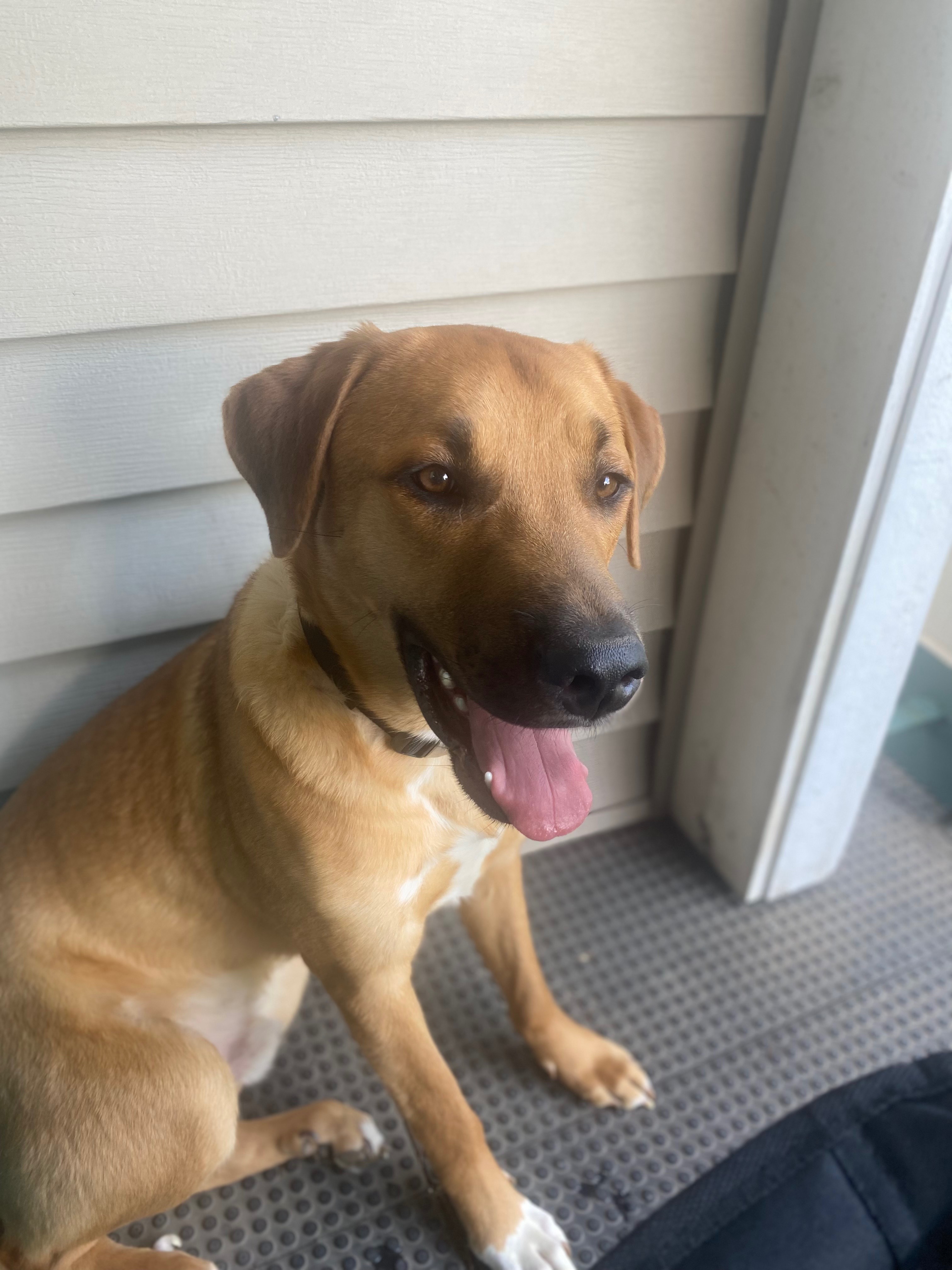 Pet FBI Report ID 471074 For A LOST DOG PetFBI Pets Found By Pet FBI Report ID 471074 For A LOST DOG PetFBI Pets Found By