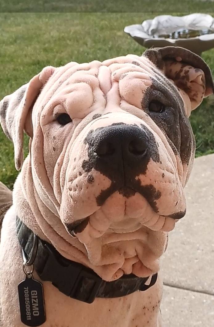 Pet FBI Report ID #474671 for a LOST DOG | PetFBI.org Pets Found by ...