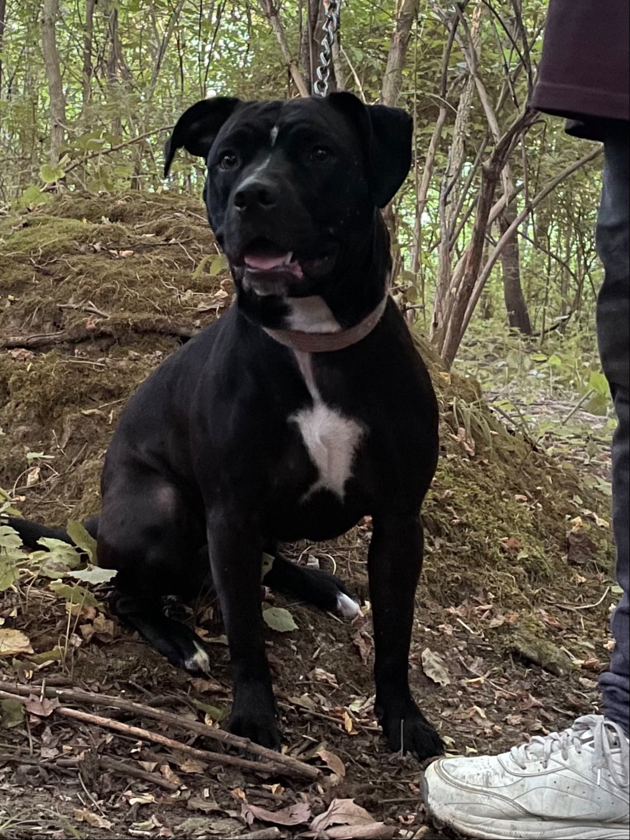 Pet FBI Report ID #483494 for a LOST DOG | PetFBI.org Pets Found by ...