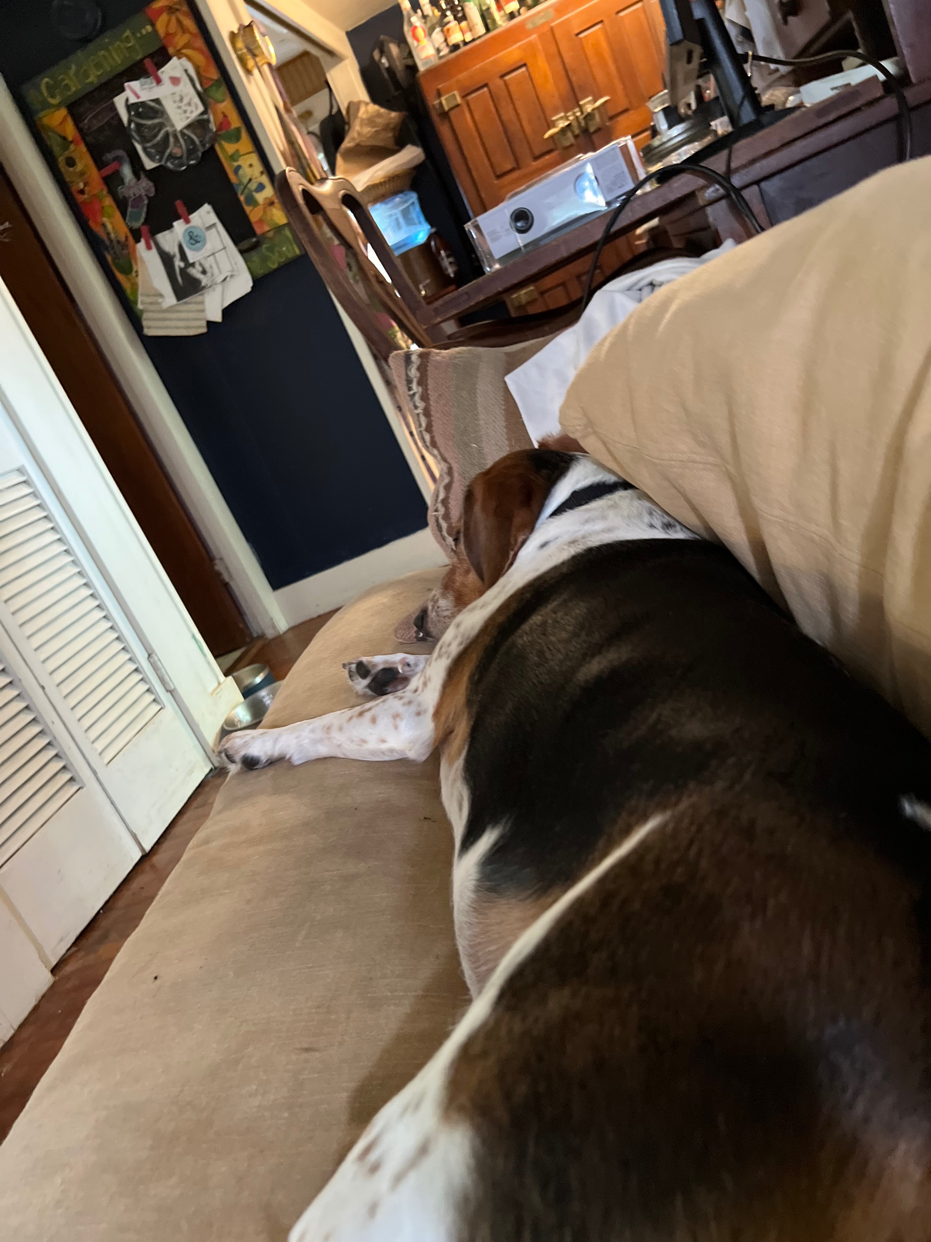 Pet FBI Report ID #486741 for a LOST DOG | PetFBI.org Pets Found by ...