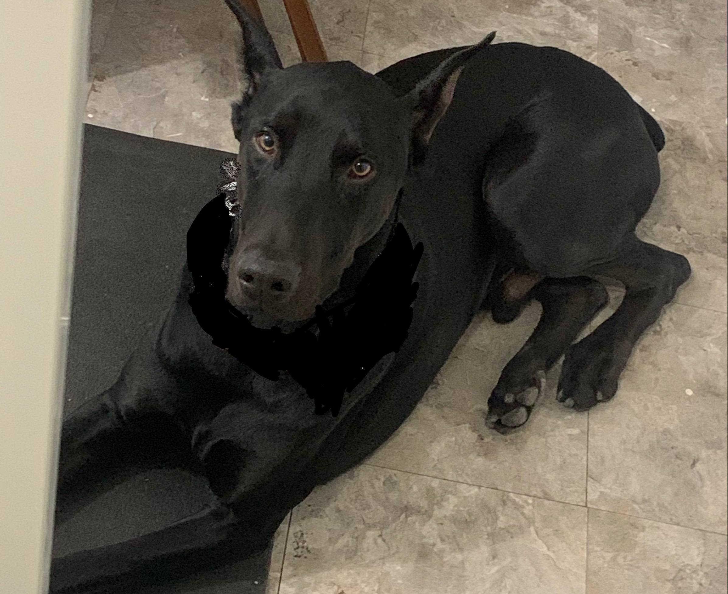 Pet FBI Report ID #501409 for a LOST DOG | PetFBI.org Pets Found by ...