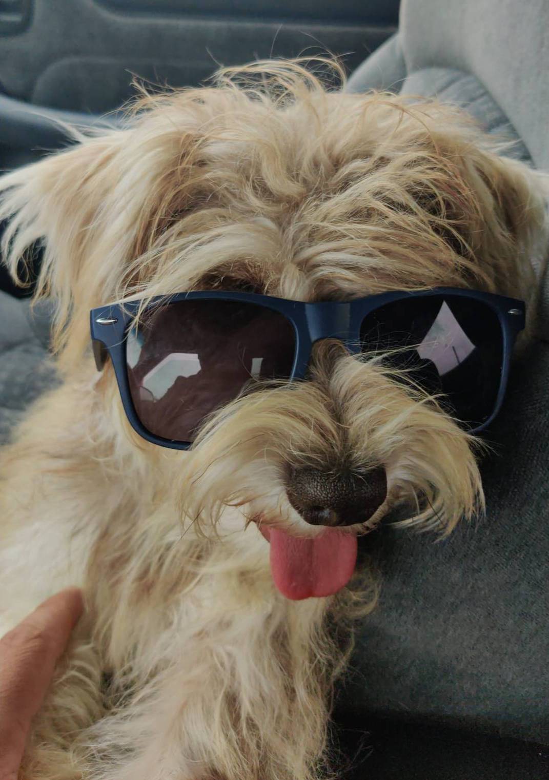 Pet FBI Report ID #509677 for a LOST DOG | PetFBI.org Pets Found by ...