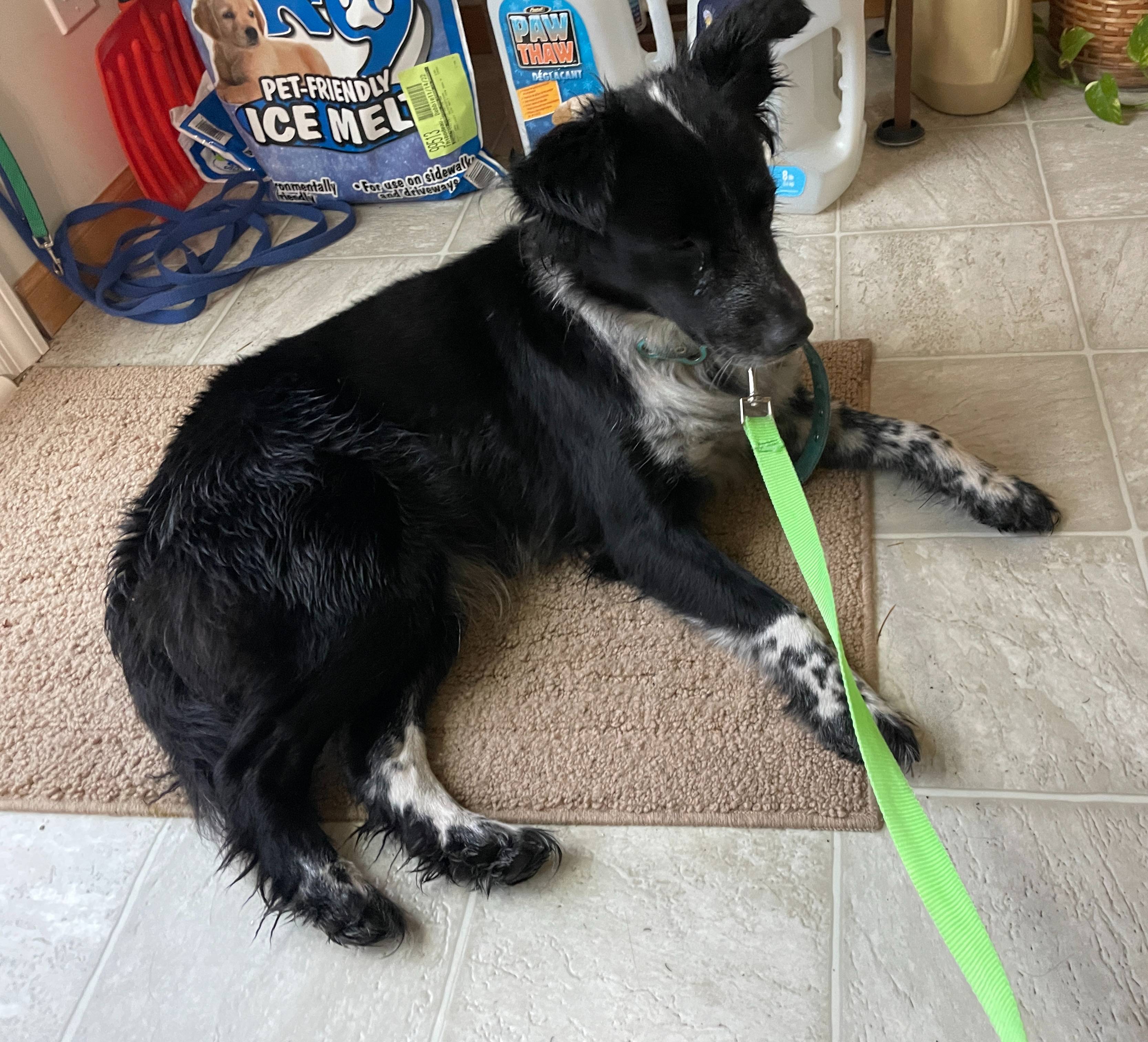 Where Do I Report A Found Dog