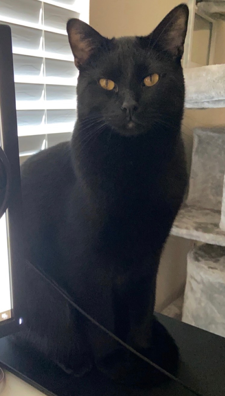 Pet FBI Report ID #528442 for a LOST CAT | PetFBI.org Pets Found by ...