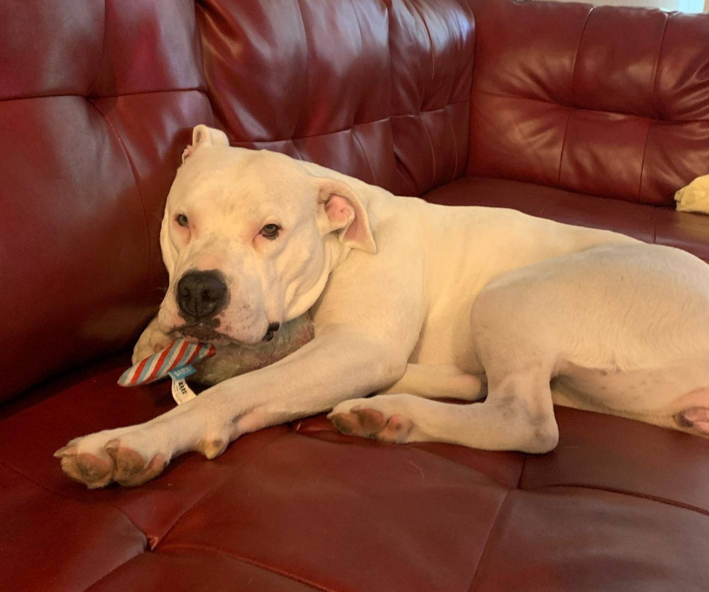 Pet FBI Report ID #533623 for a LOST DOG | PetFBI.org Pets Found by ...