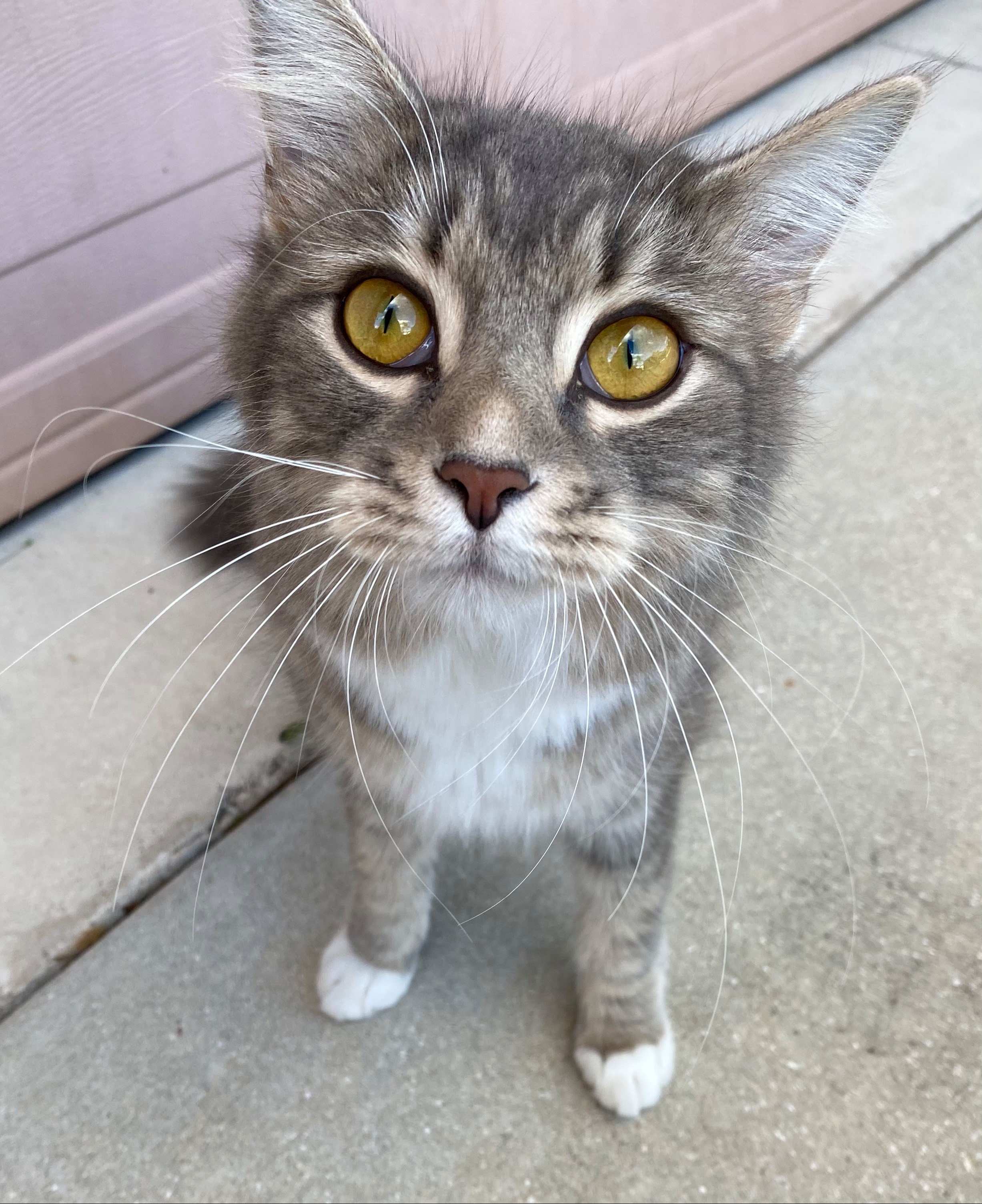 Pet FBI Report ID #536101 for Lost Cat Raspberry | PetFBI.org Pets ...