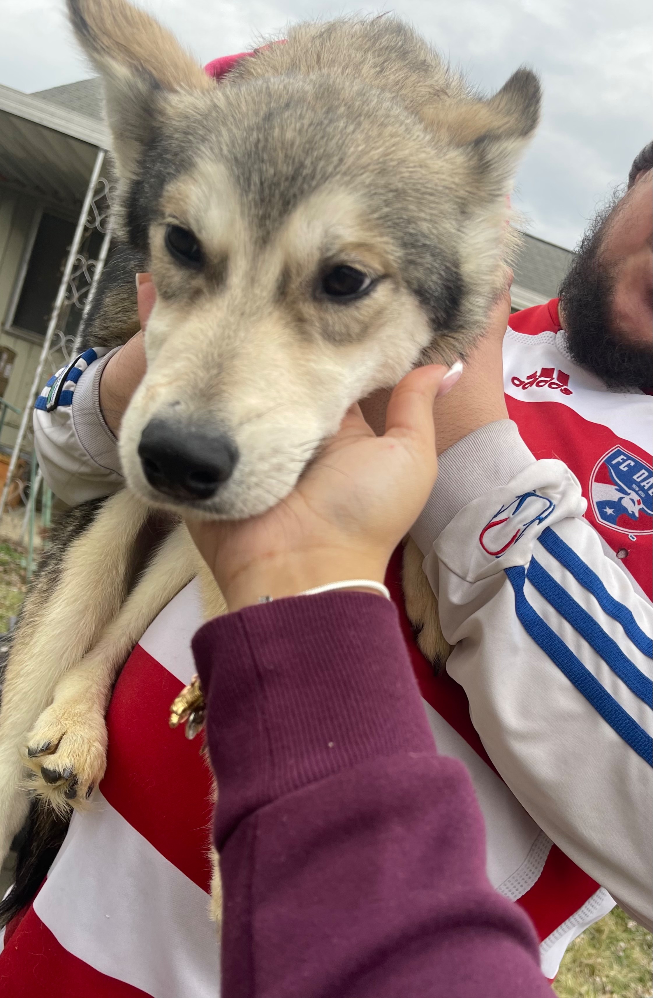 Pet FBI Report ID #536644 for Lost Dog Zara/fluffy | PetFBI.org Pets ...