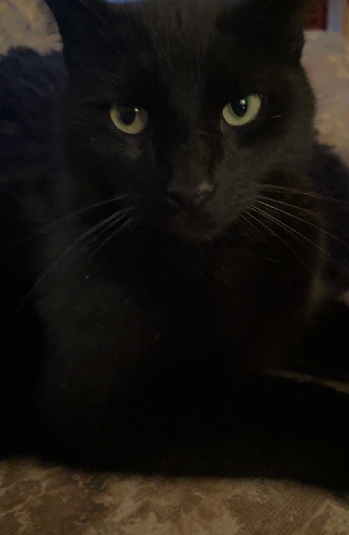 Pet FBI Report ID #538013 for a LOST CAT | PetFBI.org Pets Found by ...