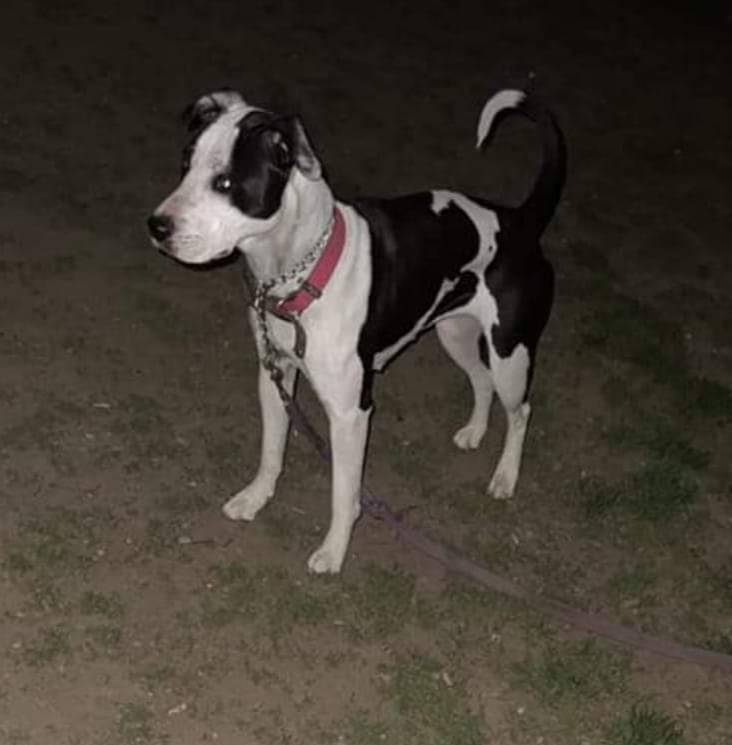 Pet FBI Report ID #542727 for Lost Dog Lotti | PetFBI.org Pets Found by ...