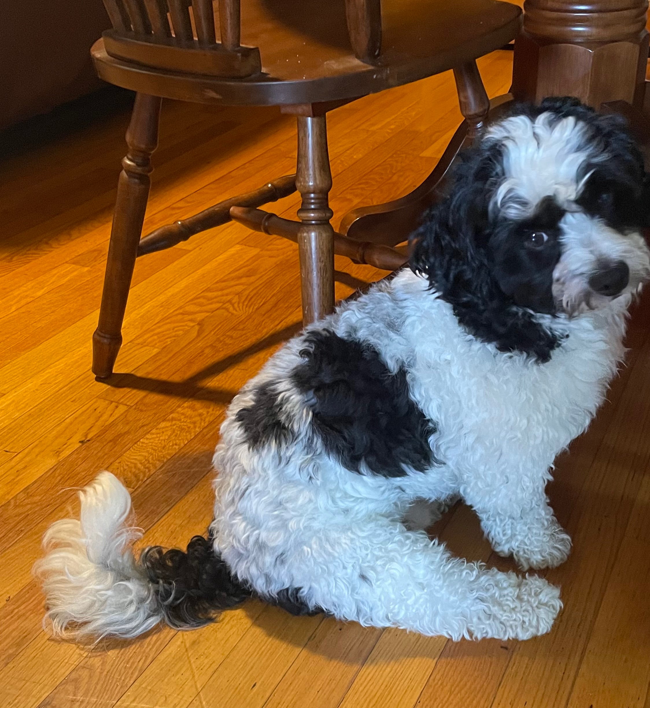 Pet FBI Report ID #552915 for a LOST DOG | PetFBI.org Pets Found by ...