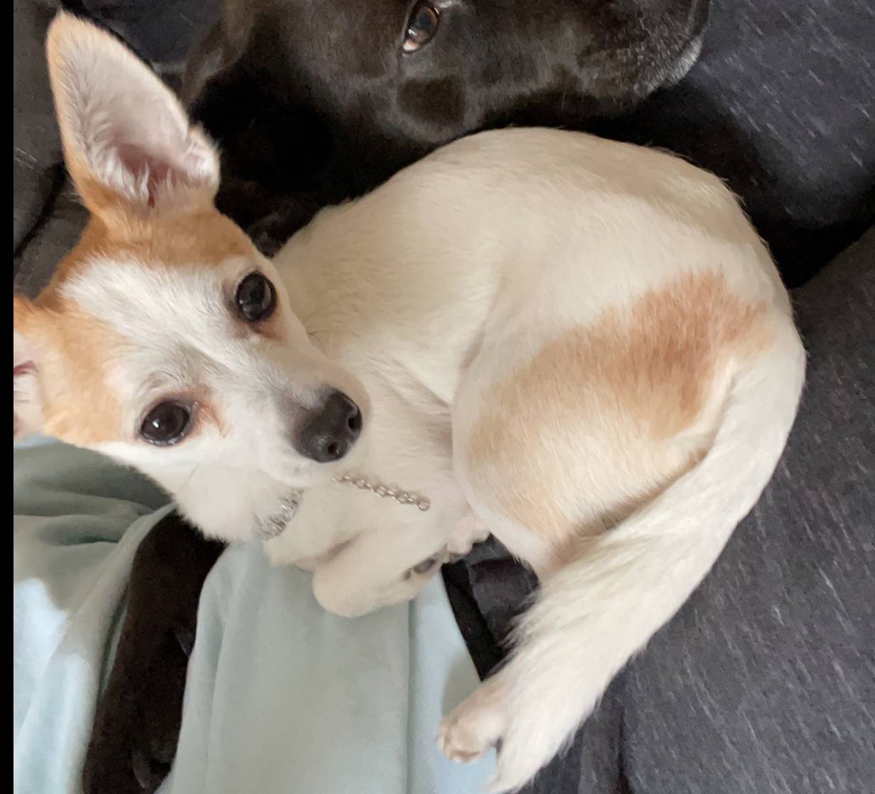 Pet FBI Report ID #555011 for a LOST DOG | PetFBI.org Pets Found by ...