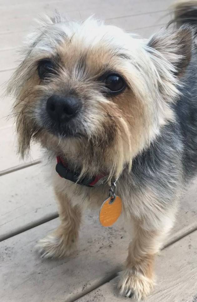 Pet FBI Report ID #559507 for a LOST DOG | PetFBI.org Pets Found by ...