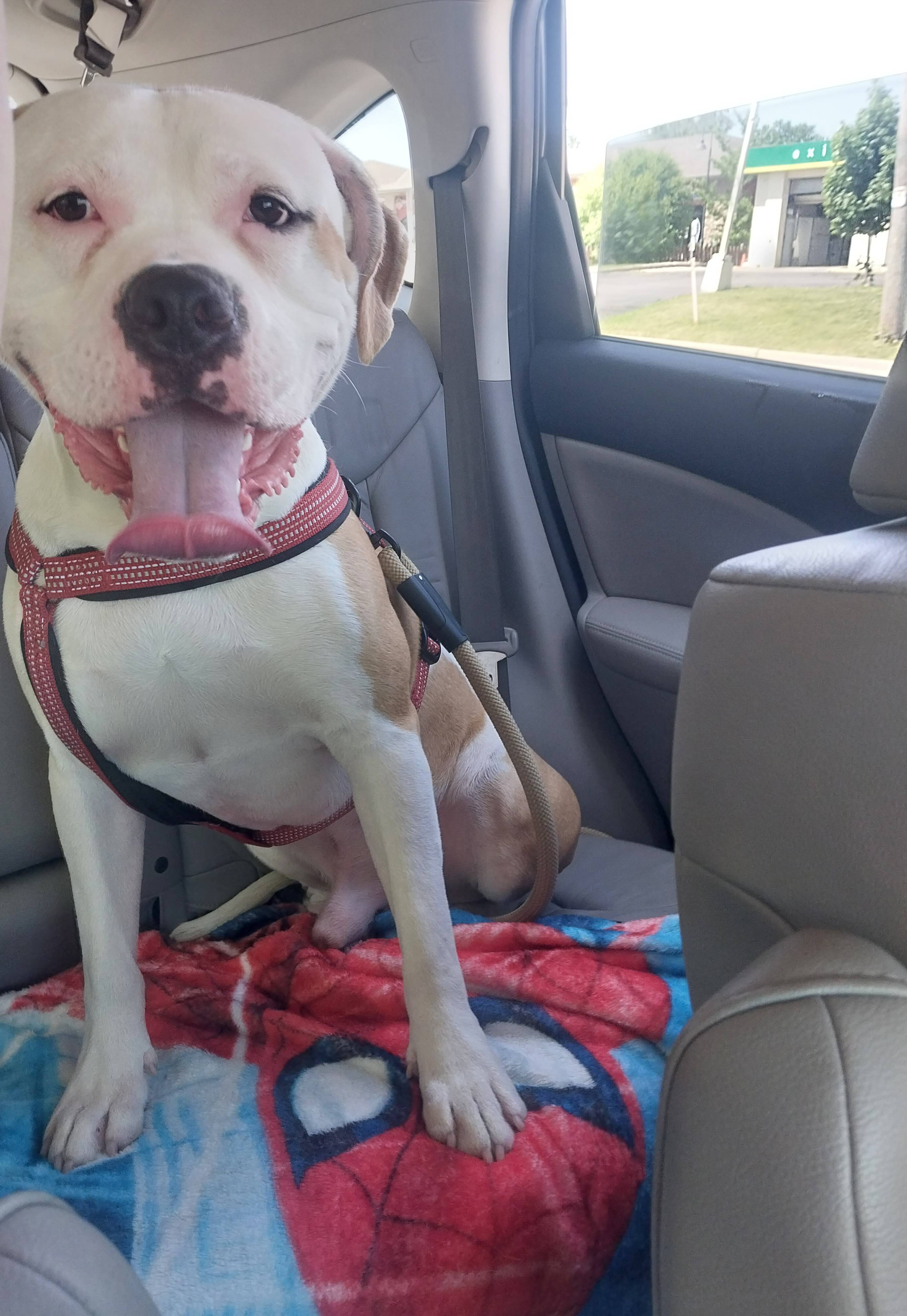 Pet FBI Report ID #559533 for a LOST DOG | PetFBI.org Pets Found by ...