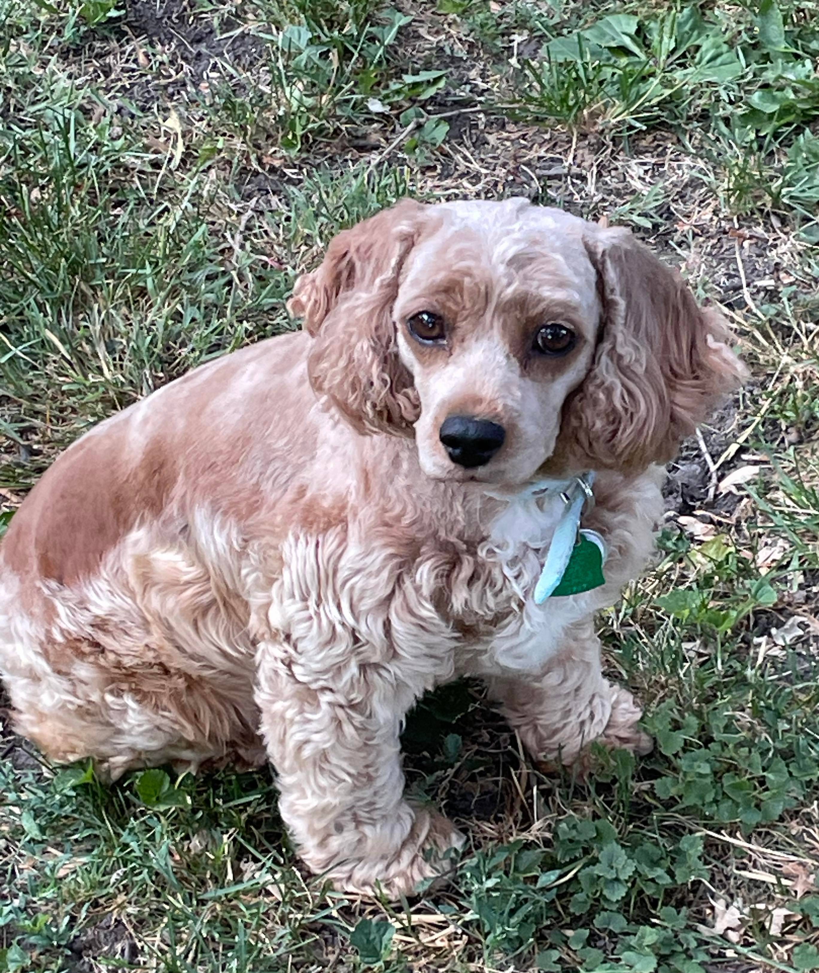 Pet FBI Report ID #559902 for a LOST DOG | PetFBI.org Pets Found by ...