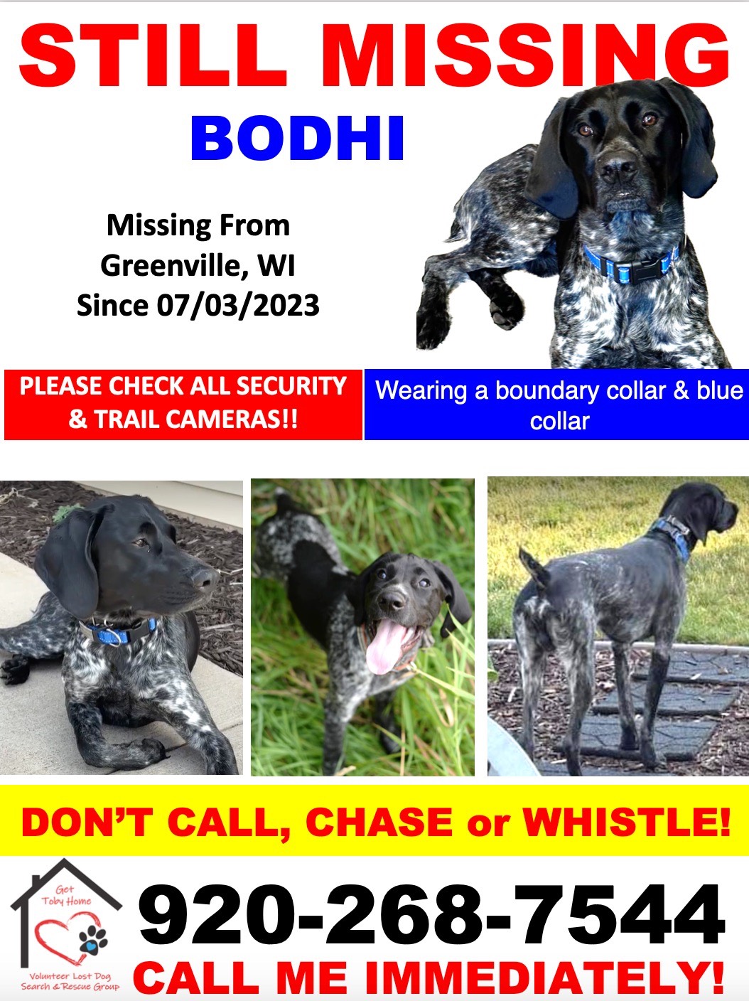 Pet FBI Report ID #562208 for a LOST DOG | PetFBI.org Pets Found by ...