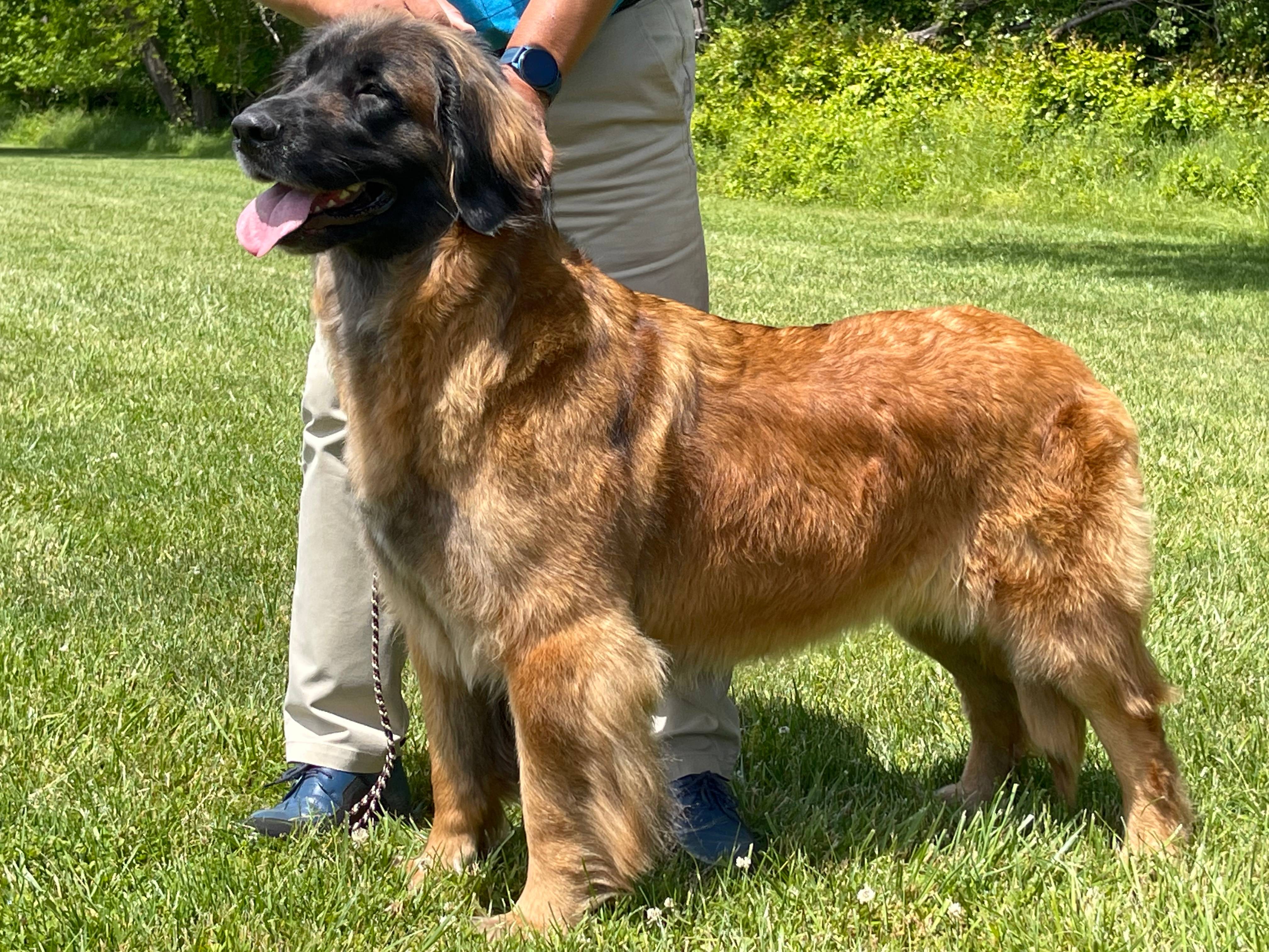 Pet FBI Report ID #565733 for a LOST DOG | PetFBI.org Pets Found by ...