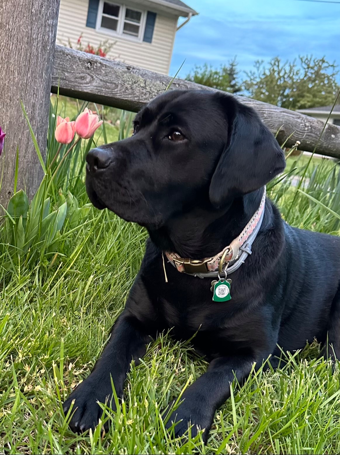Pet FBI Report ID #567152 for a LOST DOG | Pet FBI Pets Found By Internet