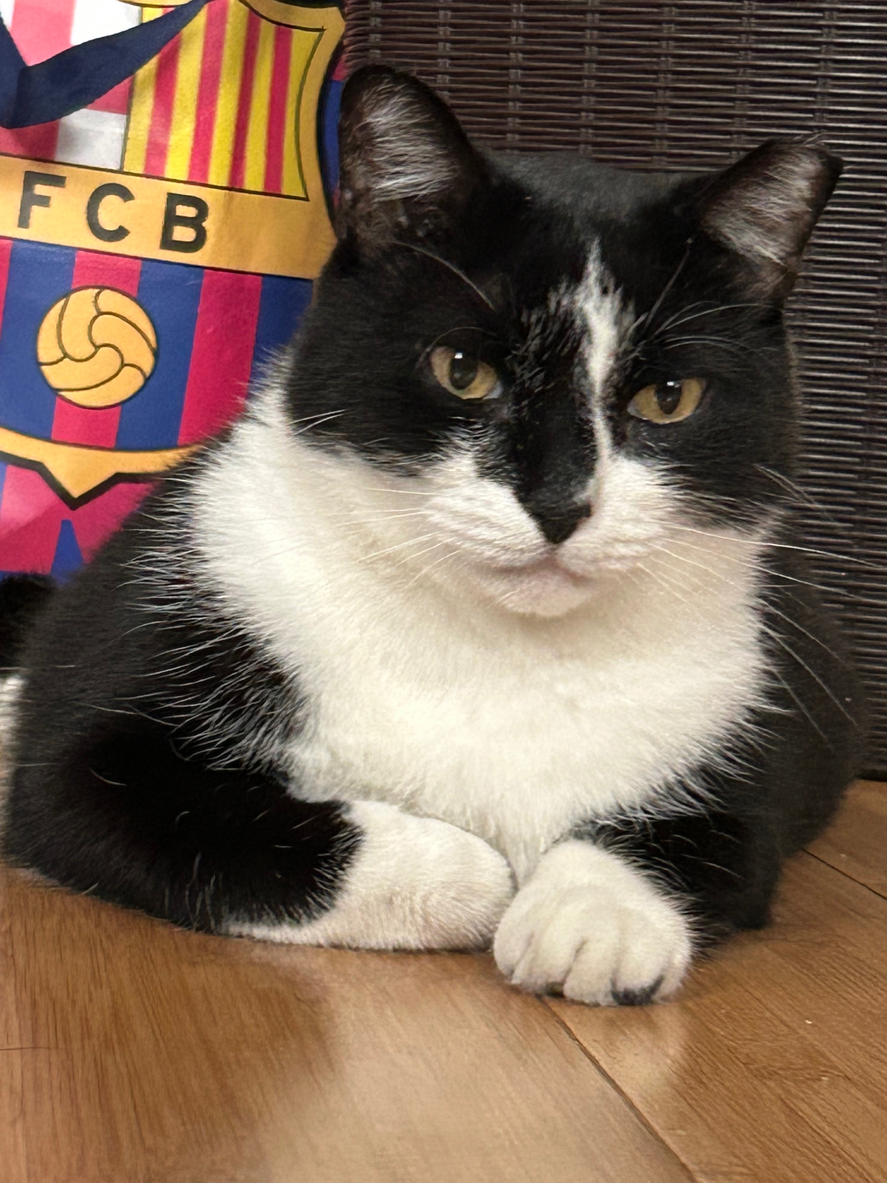 Pet FBI Report ID #571809 for a LOST CAT | PetFBI.org Pets Found by ...