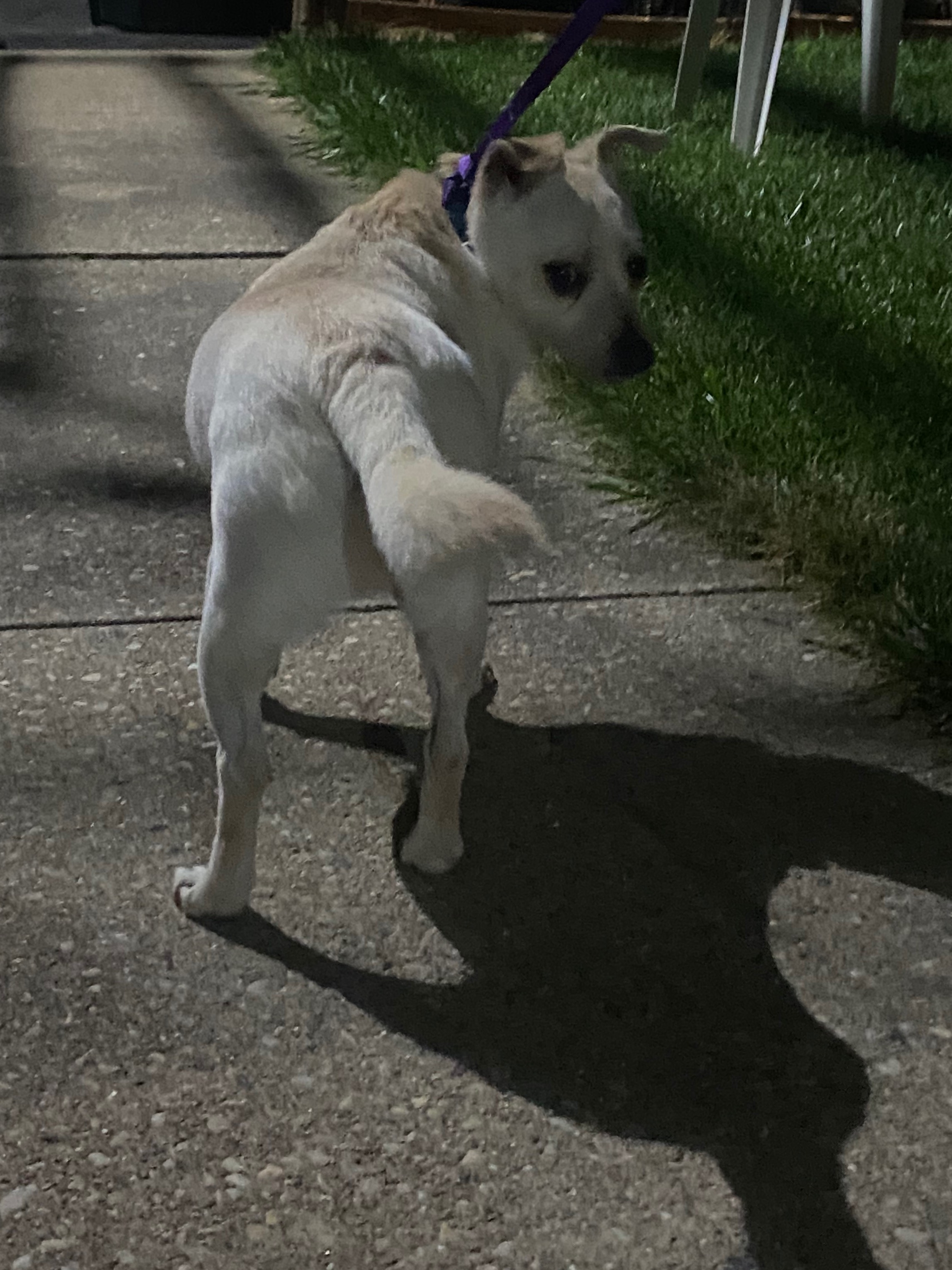 Pet FBI Report ID #576859 for a FOUND DOG | PetFBI.org Pets Found by ...