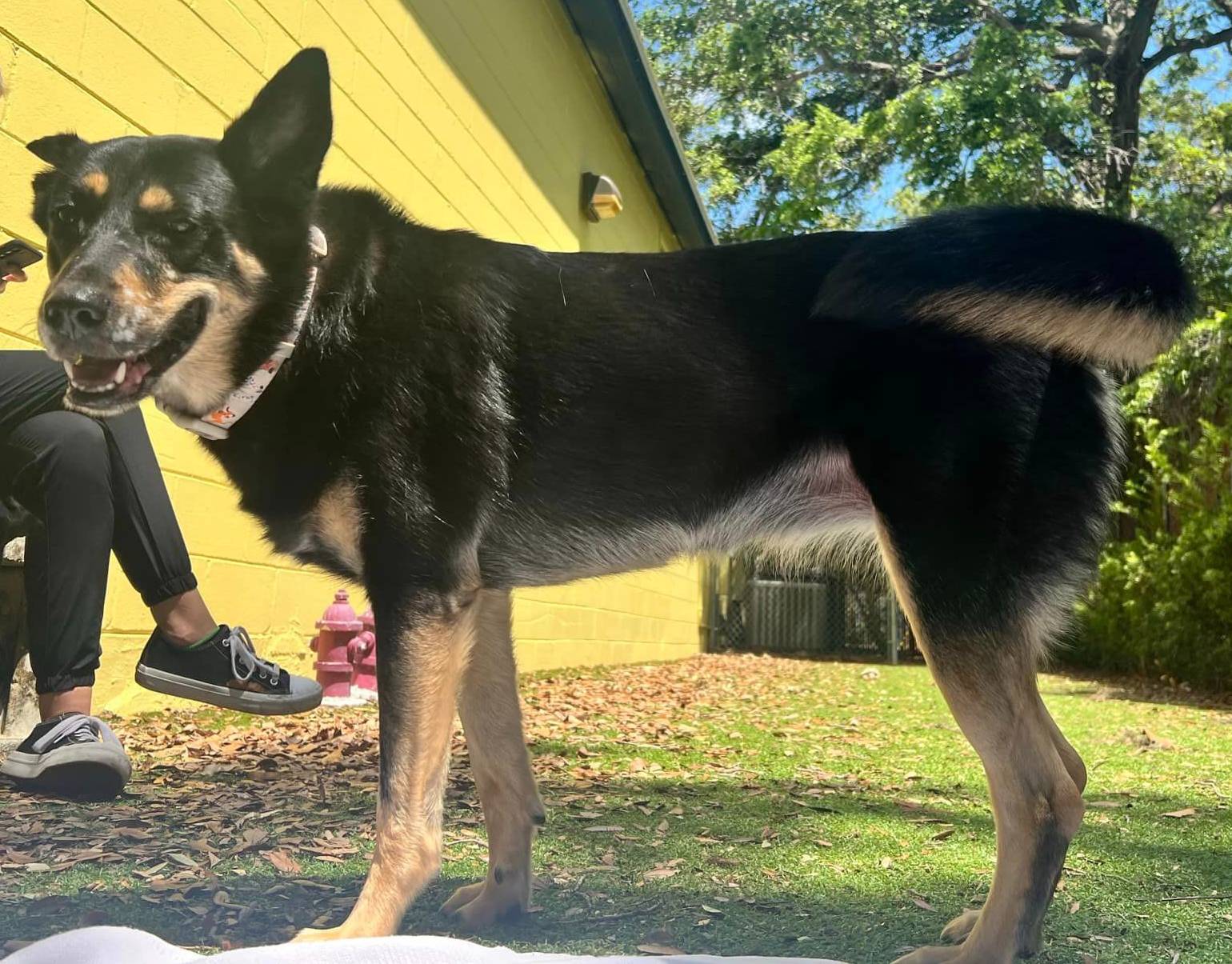 Pet FBI Report ID #581369 for a LOST DOG | PetFBI.org Pets Found by ...