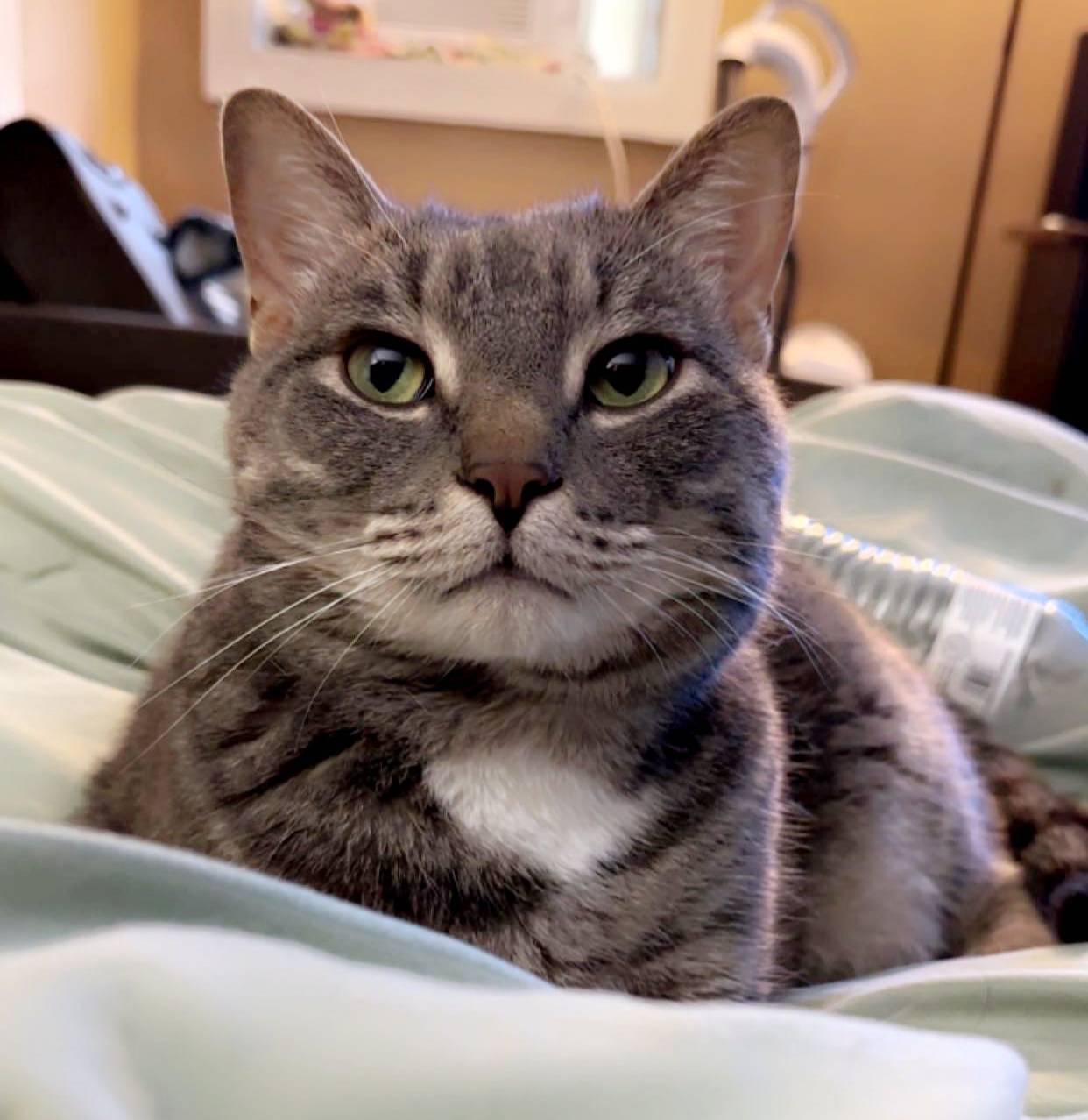 Pet FBI Report ID #583392 for a LOST CAT | PetFBI.org Pets Found by ...