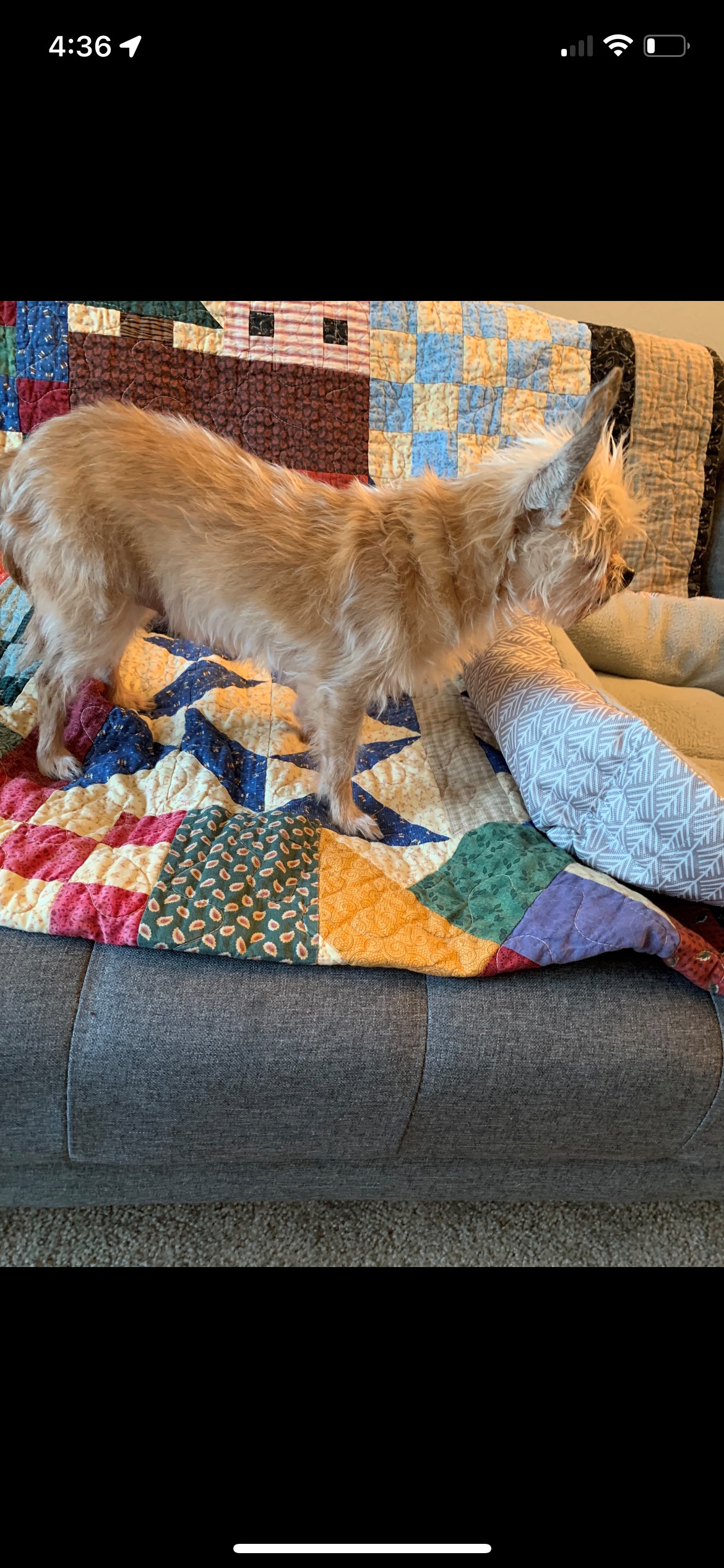 Pet FBI Report ID #585345 for a LOST DOG | PetFBI.org Pets Found by ...