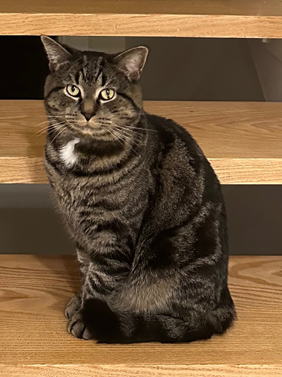 Pet FBI Report ID #593819 for a LOST CAT | PetFBI.org Pets Found by ...