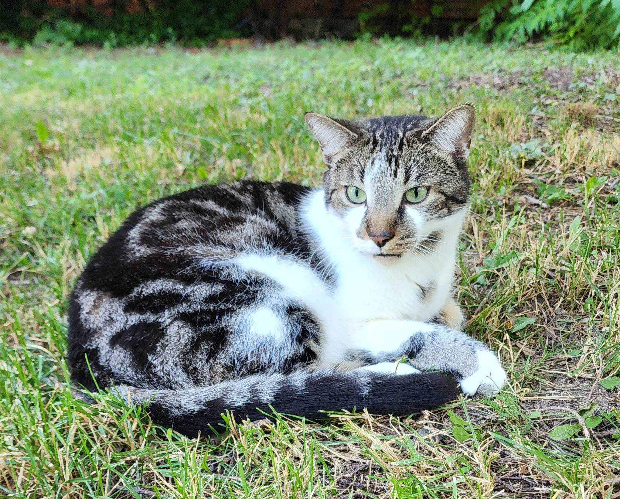 Pet FBI Report ID #599066 for a LOST CAT | PetFBI.org Pets Found by ...