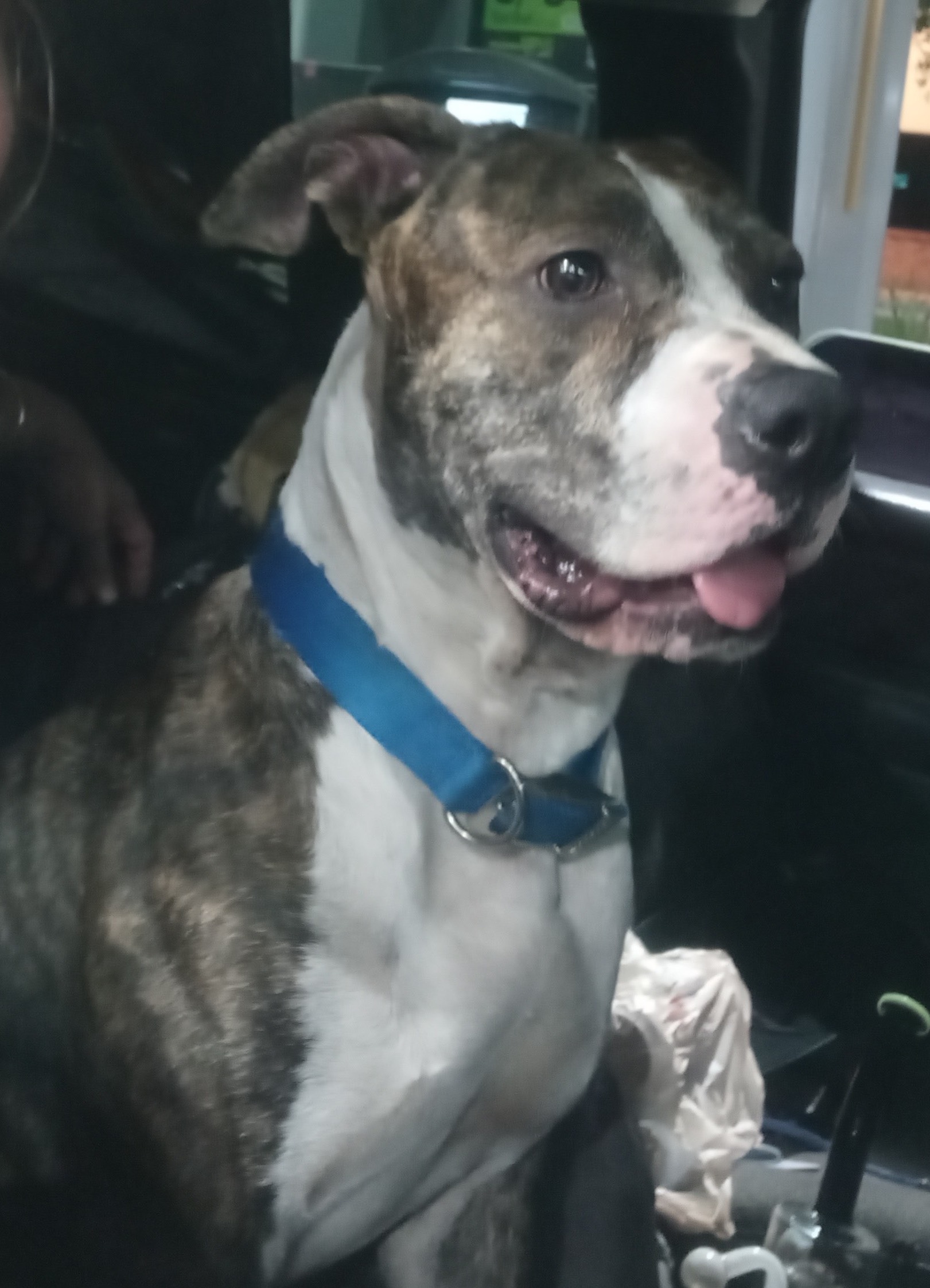 Pet FBI Report ID #601726 for a LOST DOG | PetFBI.org Pets Found by ...