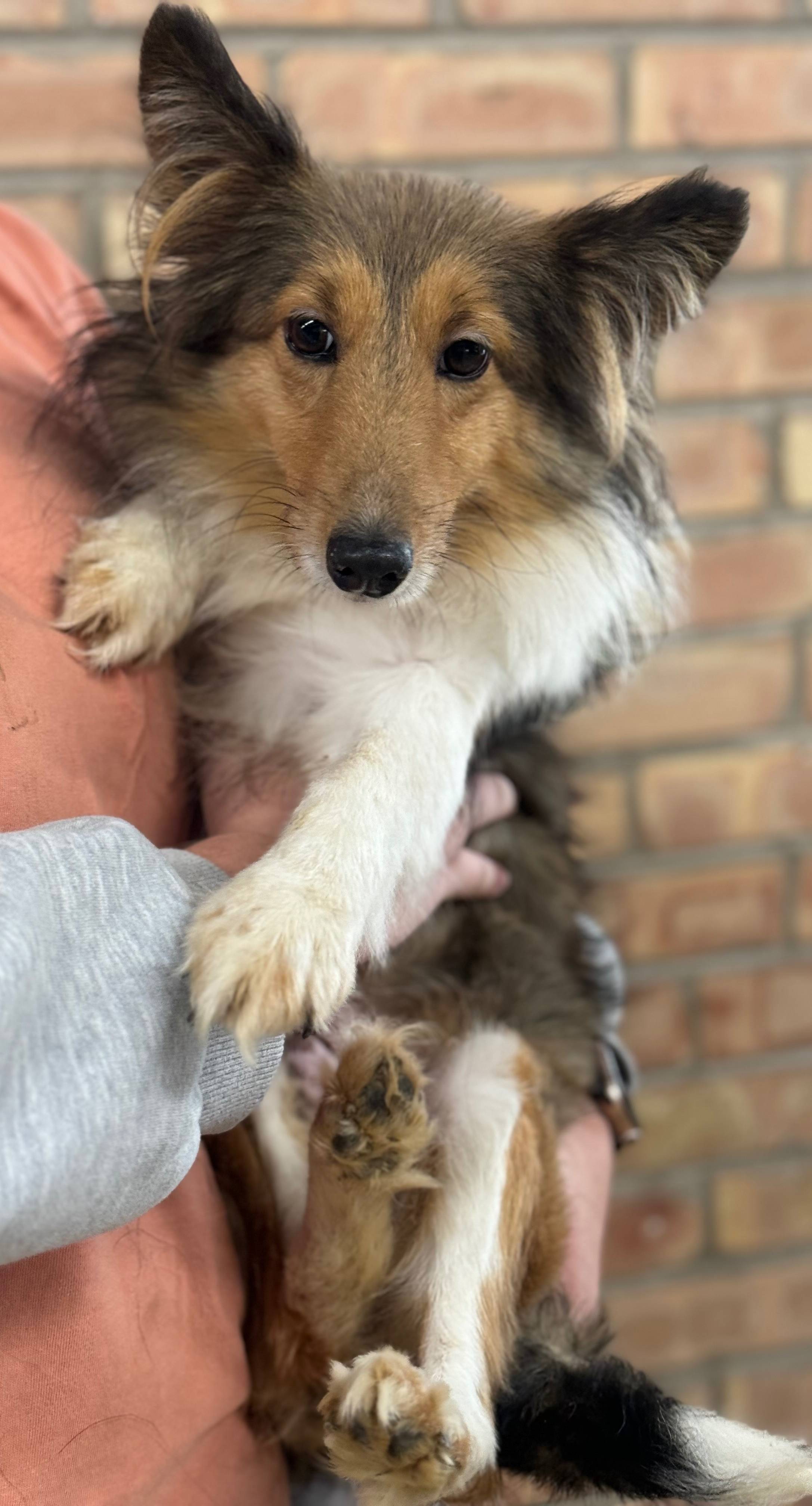 Pet FBI Report ID 604414 For A LOST DOG PetFBI Pets Found By