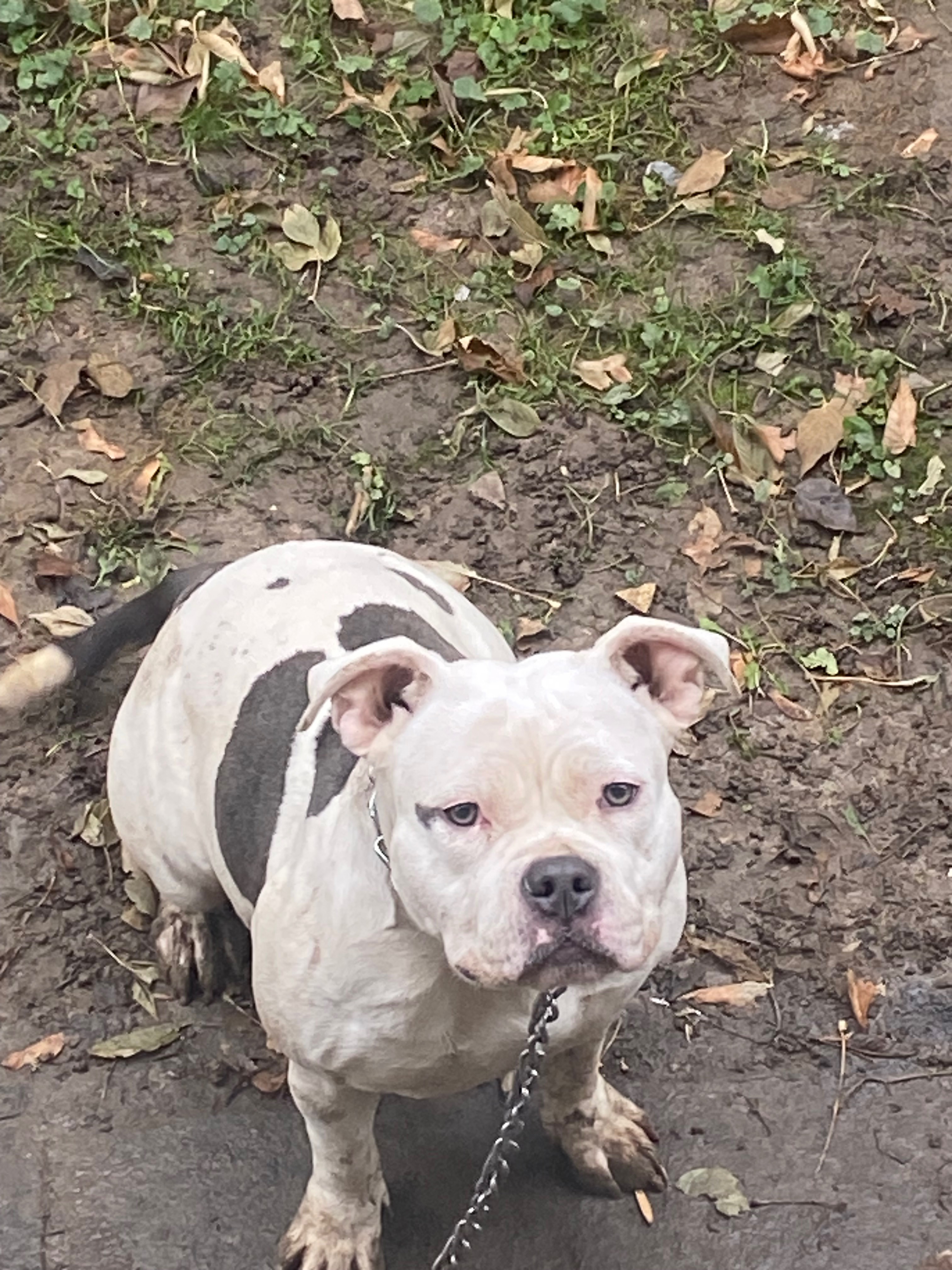 Pet FBI Report ID #607882 for a LOST DOG | PetFBI.org Pets Found by ...