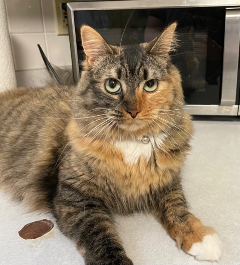 Pet FBI Report ID #608847 for a LOST CAT | PetFBI.org Pets Found by ...