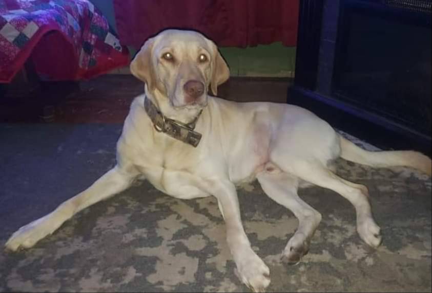 Pet FBI Report ID #609703 for a LOST DOG | PetFBI.org Pets Found by ...