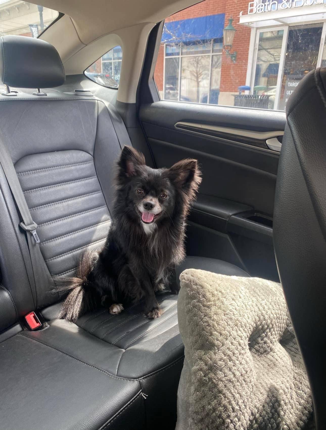 Pet FBI Report ID #619145 for a LOST DOG | PetFBI.org Pets Found by ...