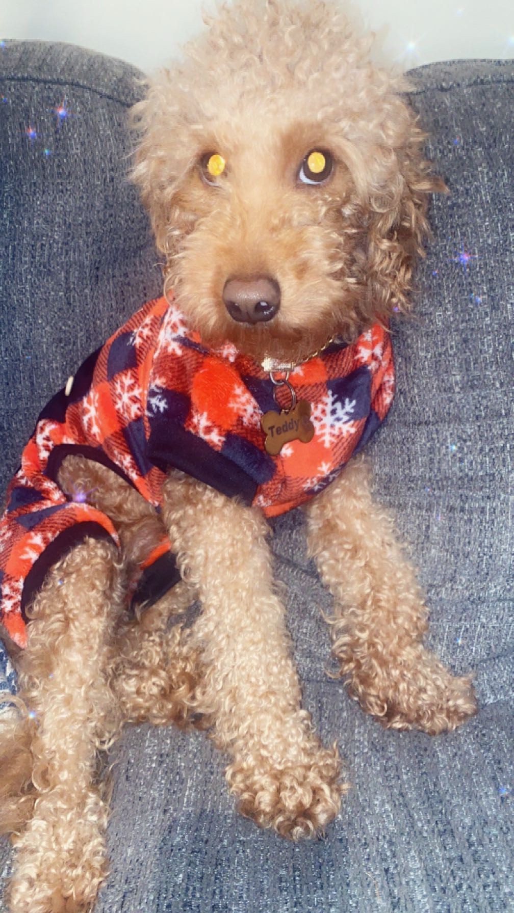 Pet FBI Report ID #624648 for a LOST DOG | PetFBI.org Pets Found by ...