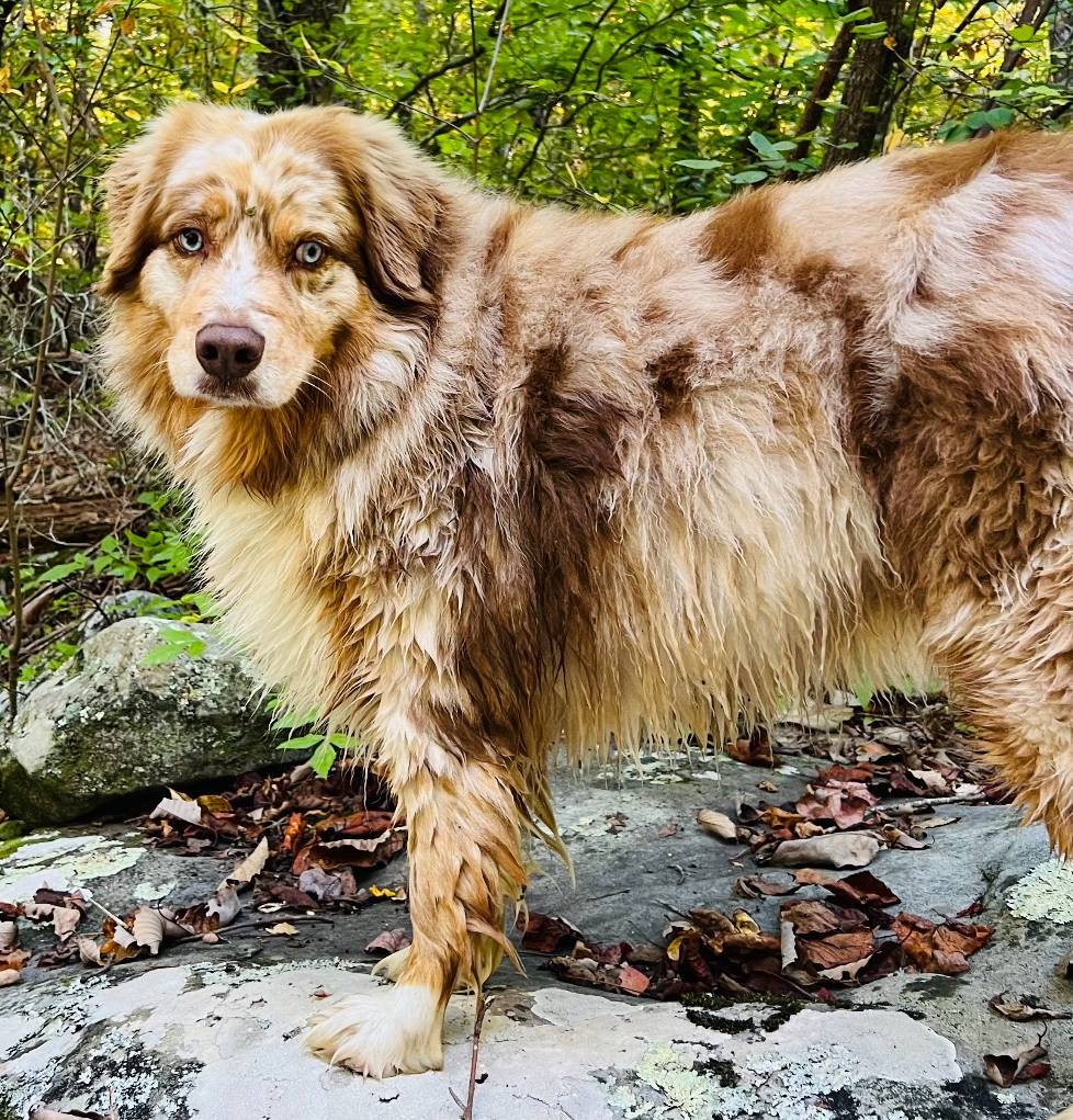 Pet FBI Report ID #628432 for a LOST DOG | PetFBI.org Pets Found by ...