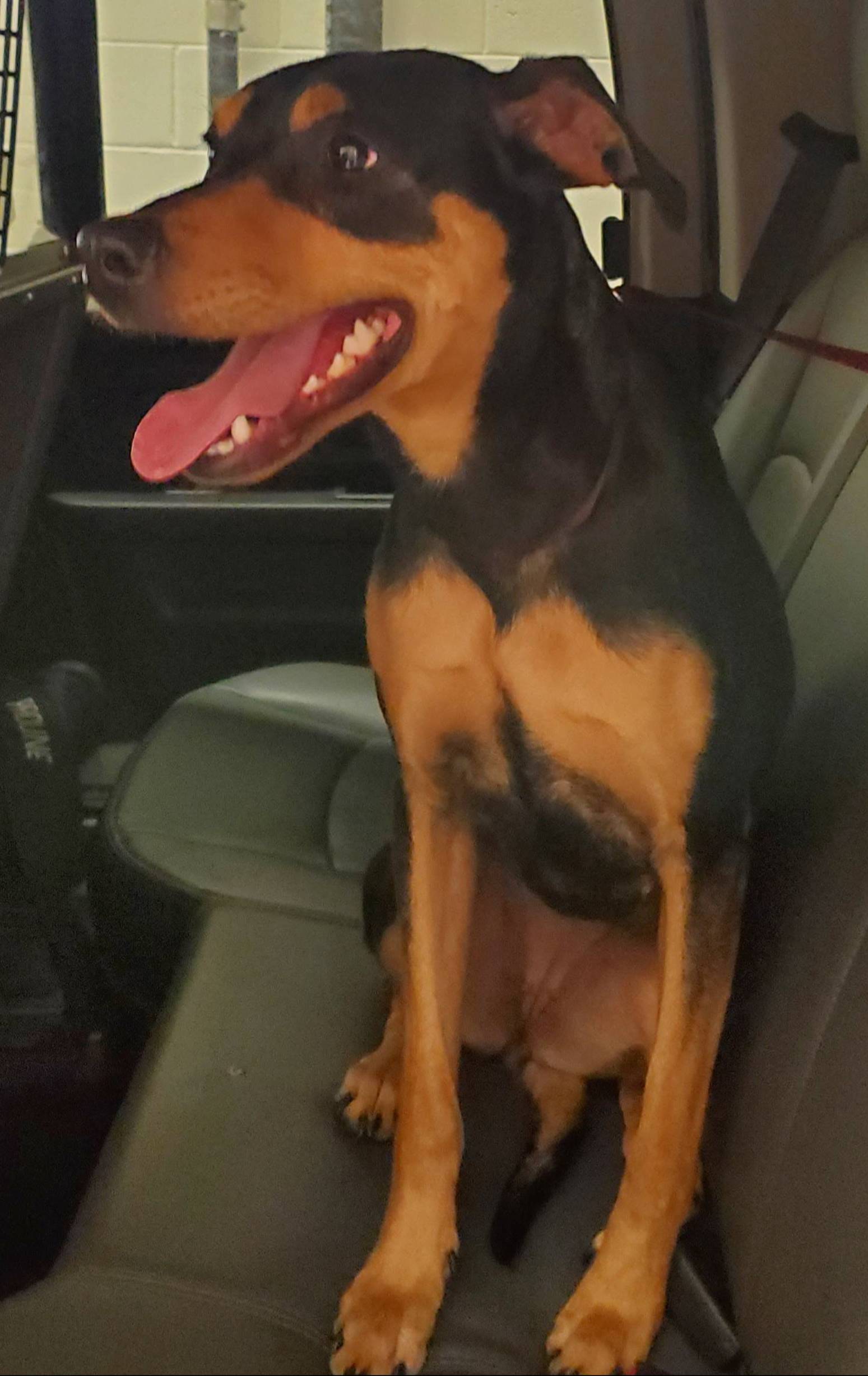 Pet FBI Report ID 629988 For A FOUND DOG PetFBI Pets Found By Pet FBI Report ID 629988 For A FOUND DOG PetFBI Pets Found By