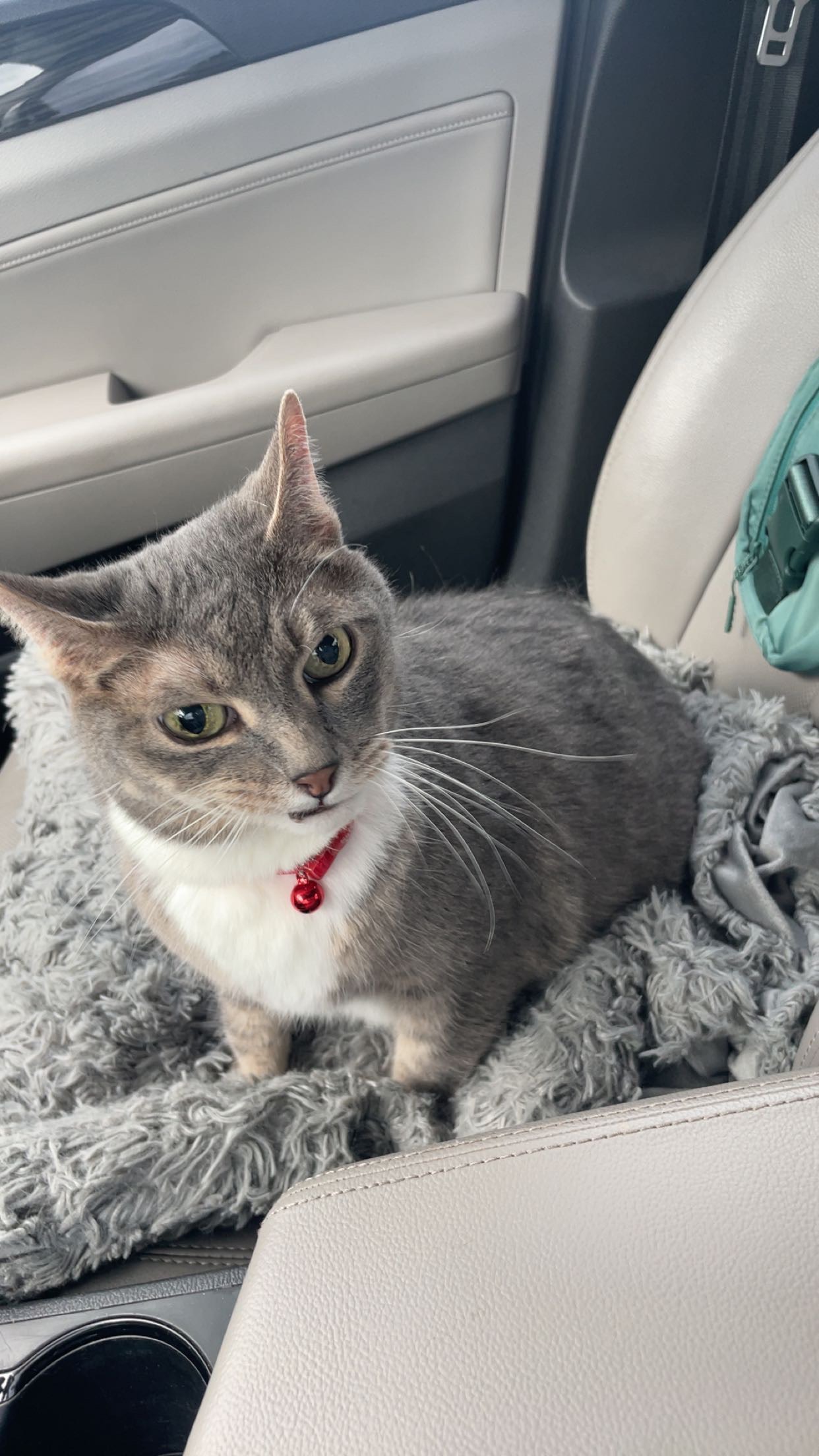 Pet FBI Report ID #634100 for a LOST CAT | Pet FBI Pets Found By Internet