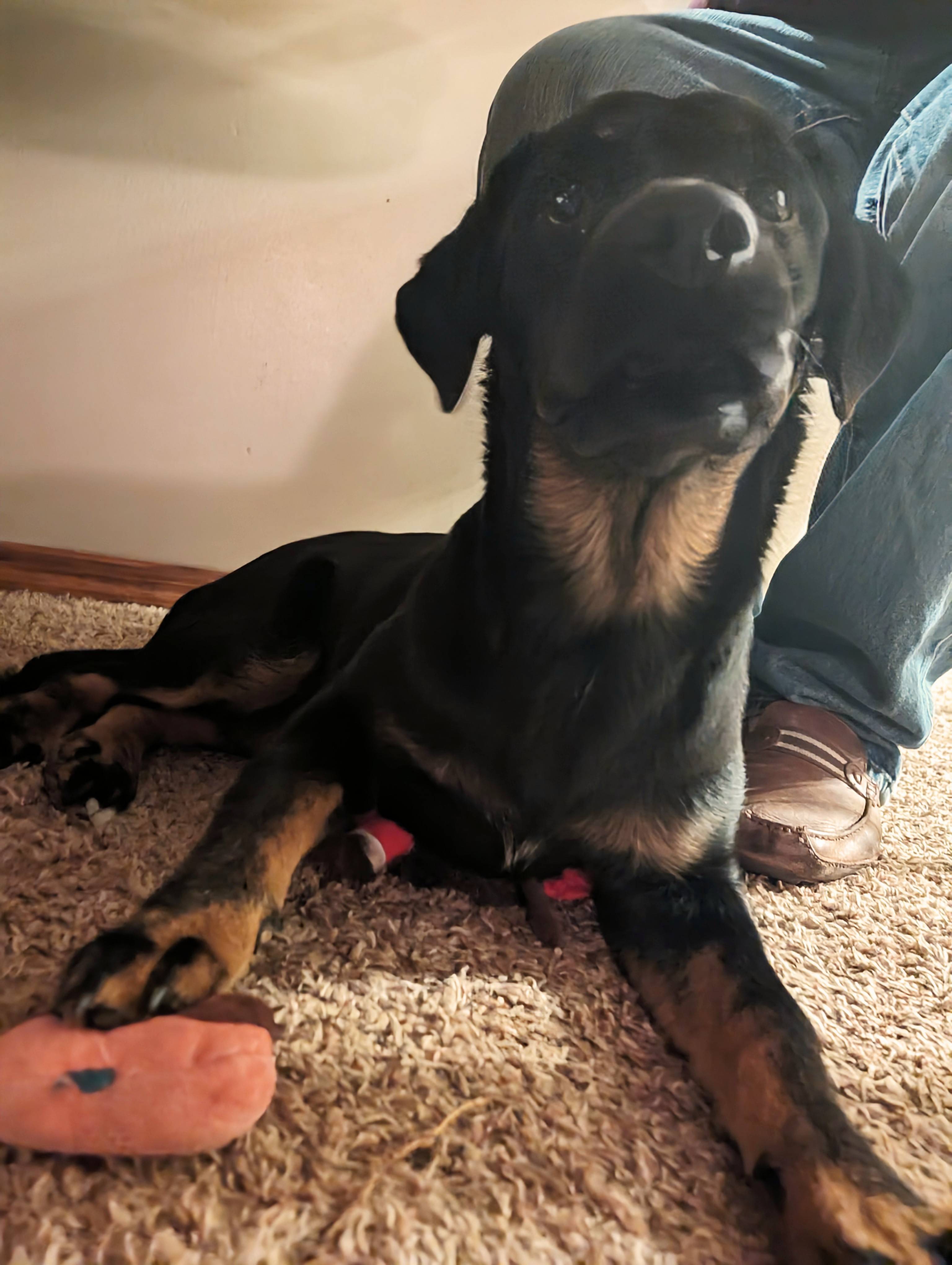 Pet FBI Report ID #643644 for a LOST DOG | Pet FBI Pets Found By Internet