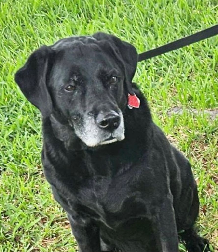 Pet FBI Report ID #682438 for a LOST DOG | Pet FBI Pets Found By Internet