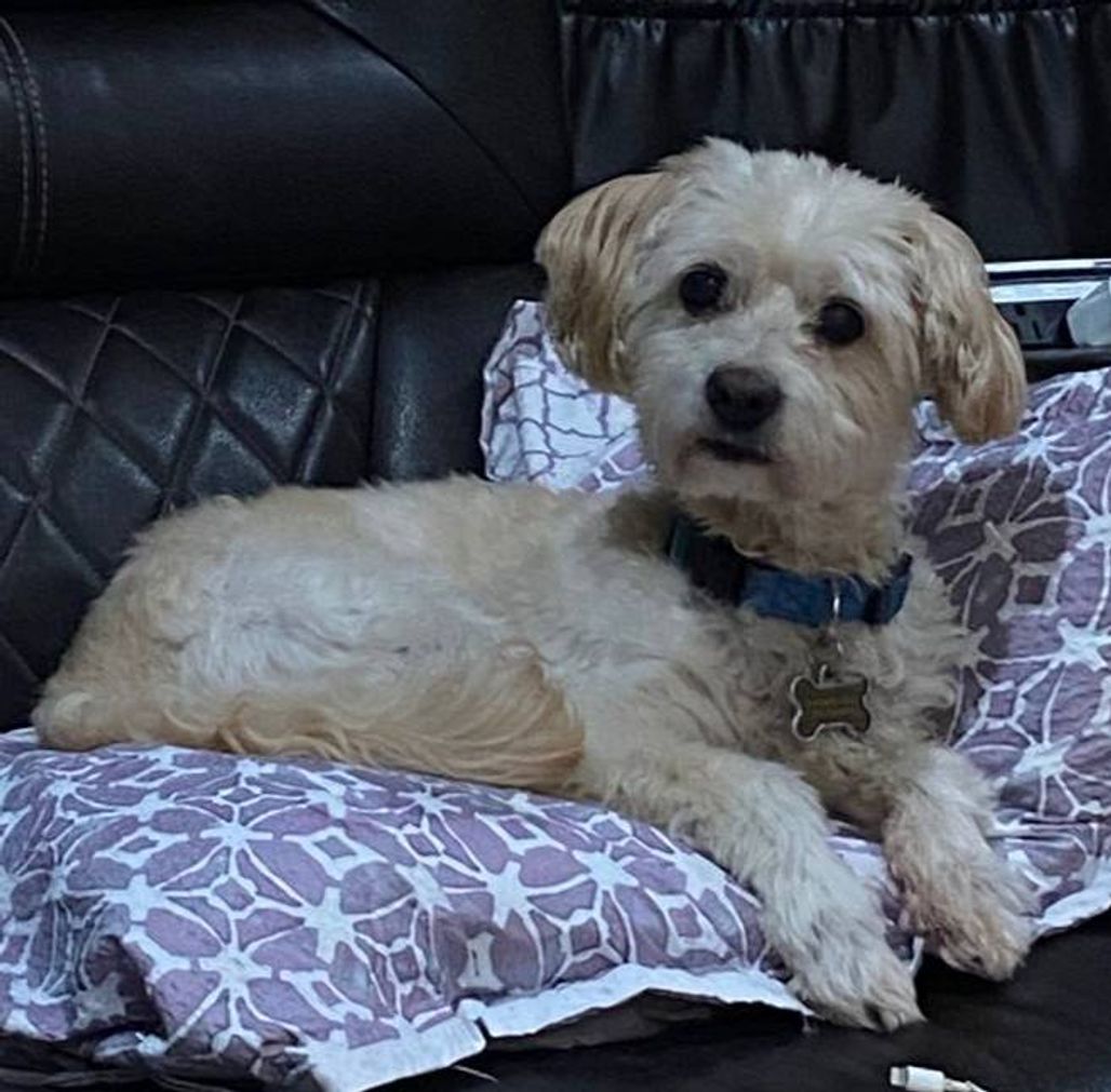 Pet FBI Report ID #682519 for a LOST DOG | Pet FBI Pets Found By Internet