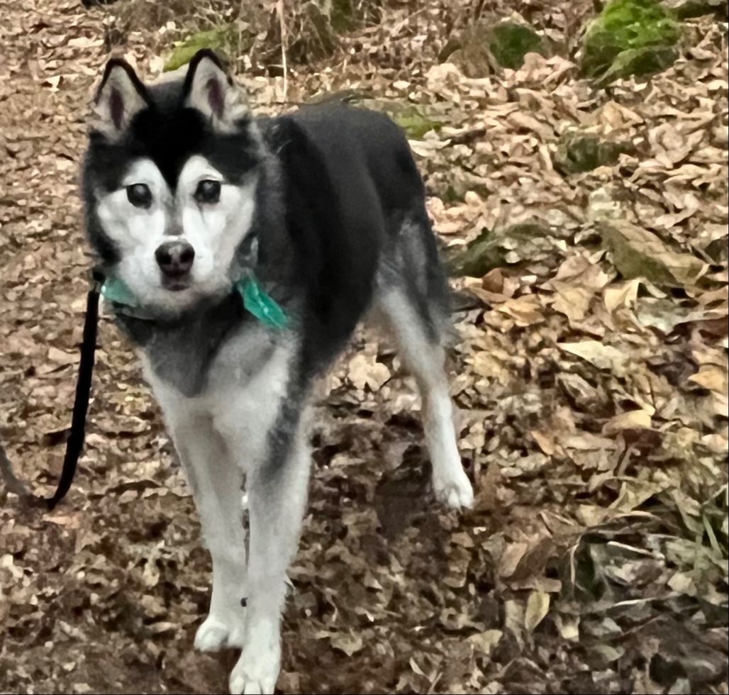 Pet FBI Report ID #685573 for a LOST DOG | Pet FBI Pets Found By Internet