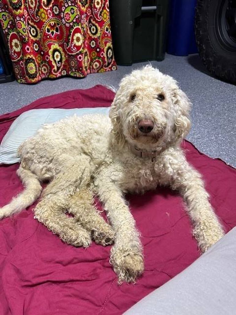 Pet FBI Report ID #685854 for a FOUND DOG | Pet FBI Pets Found By Internet