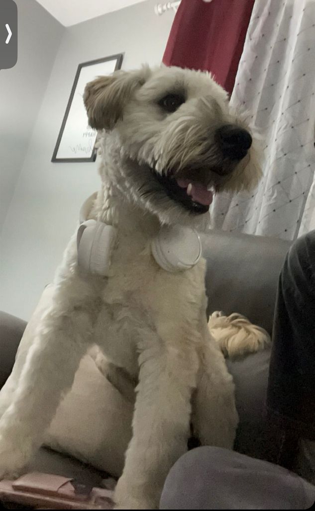 Pet FBI Report ID #686169 for a LOST DOG | Pet FBI Pets Found By Internet