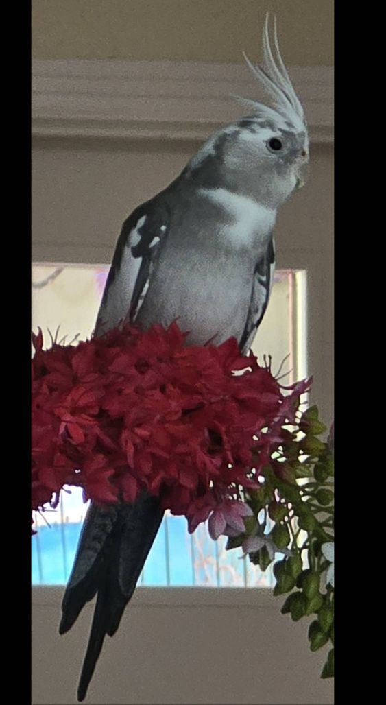 Pet FBI Report ID #687054 for a LOST BIRD | Pet FBI Pets Found By Internet