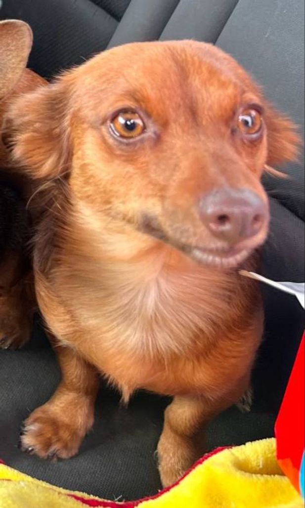 Pet FBI Report ID #687309 for a LOST DOG | Pet FBI Pets Found By Internet