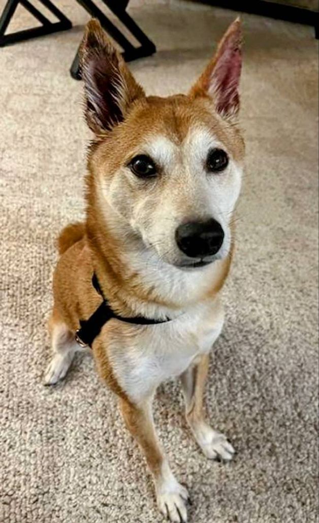 Pet FBI Report ID #688454 for a LOST DOG | Pet FBI Pets Found By Internet